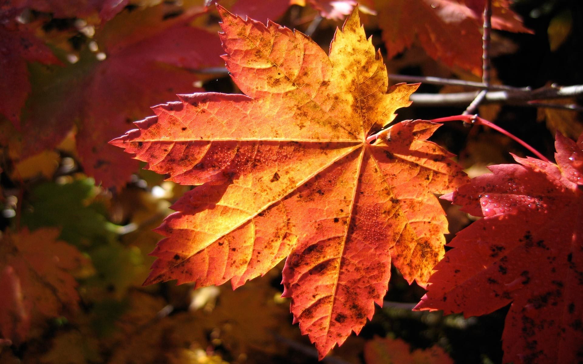 Download Nature Leaf HD Wallpaper | 1920x1200 | Wallpaper Abyss