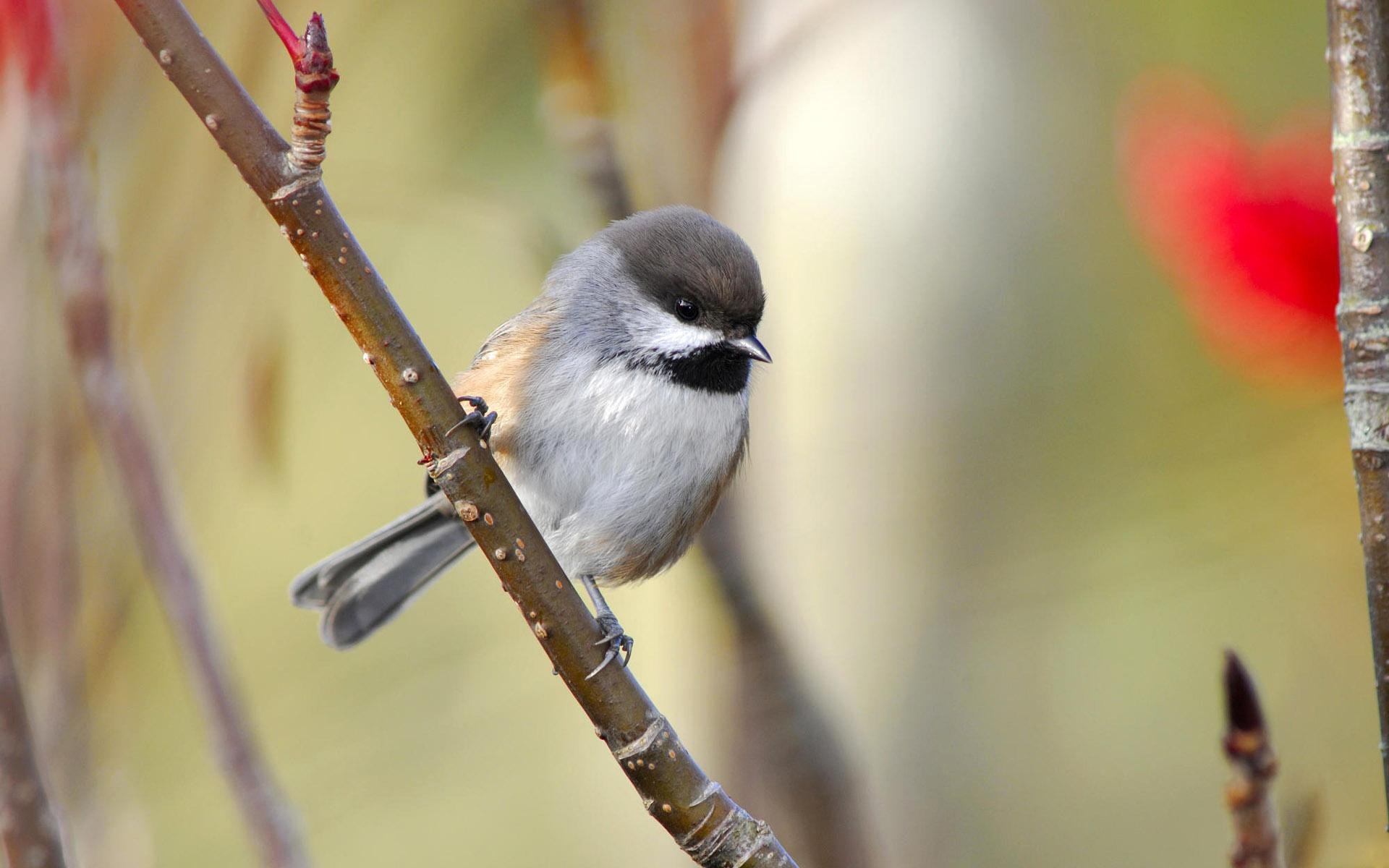 Boreal Chickadee - Stunning HD Wallpaper