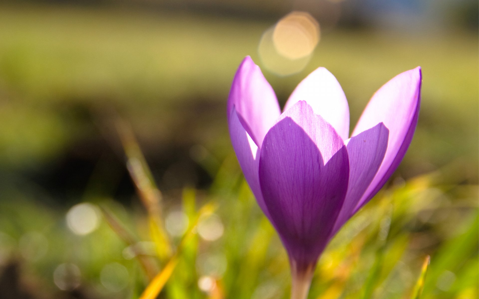 Download Flower Nature Crocus HD Wallpaper