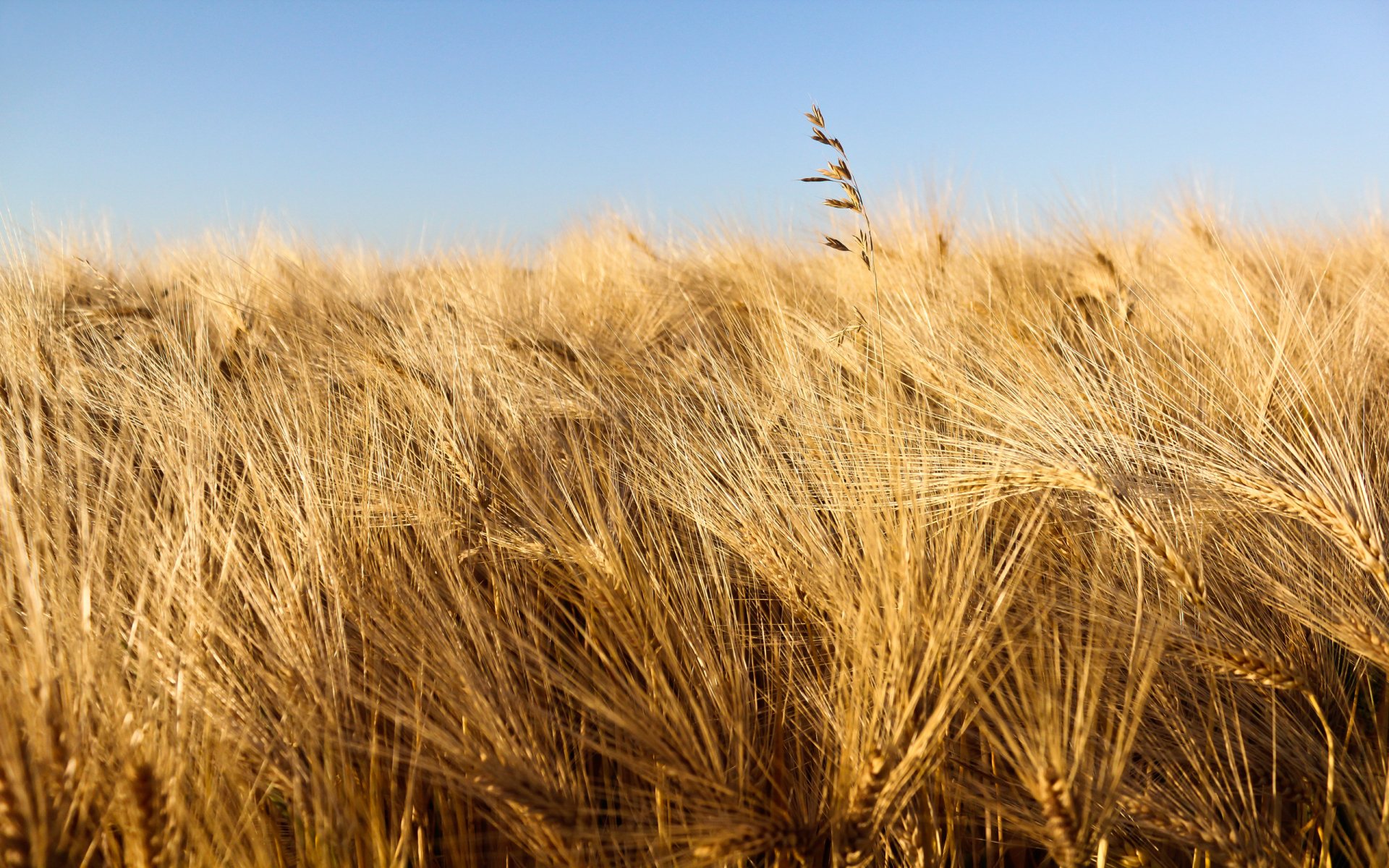 Download Nature Wheat HD Wallpaper