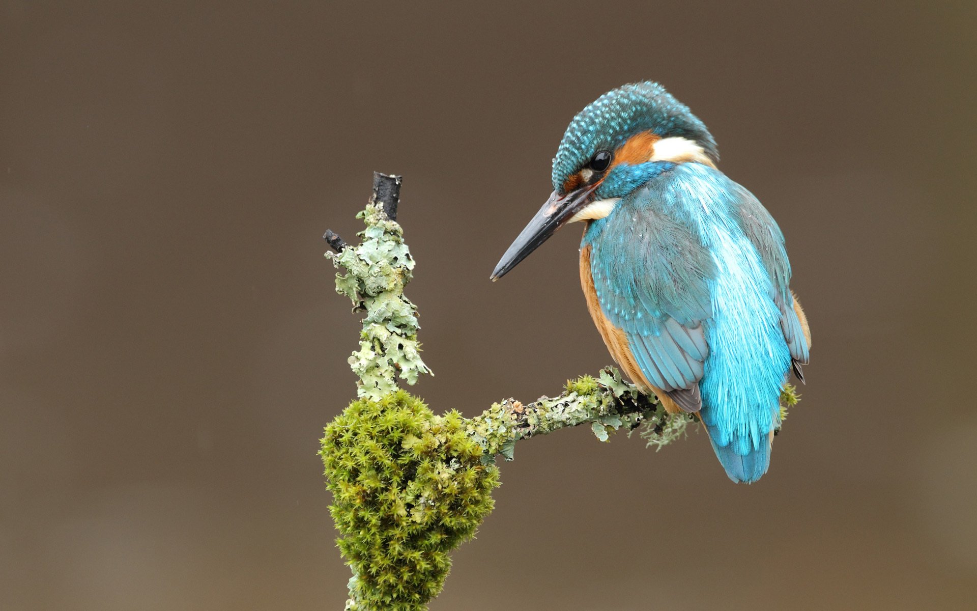 Kingfisher HD Wallpaper