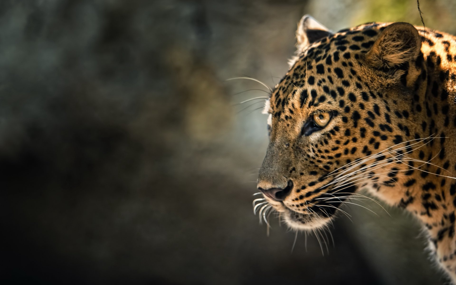 Majestic Leopard HD Wallpaper: Wild Elegance in Focus | 2560x1600 ...
