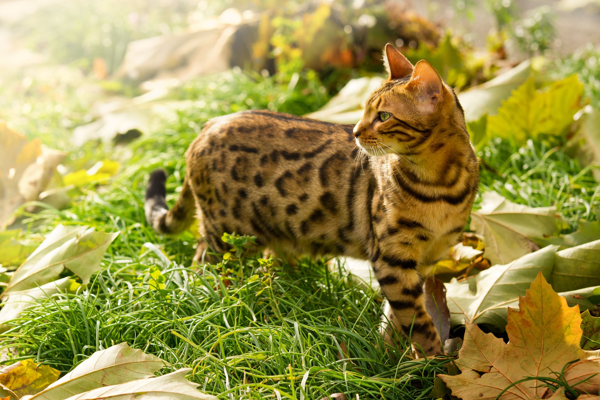 HD Wallpaper of a Beautiful Cat in Nature