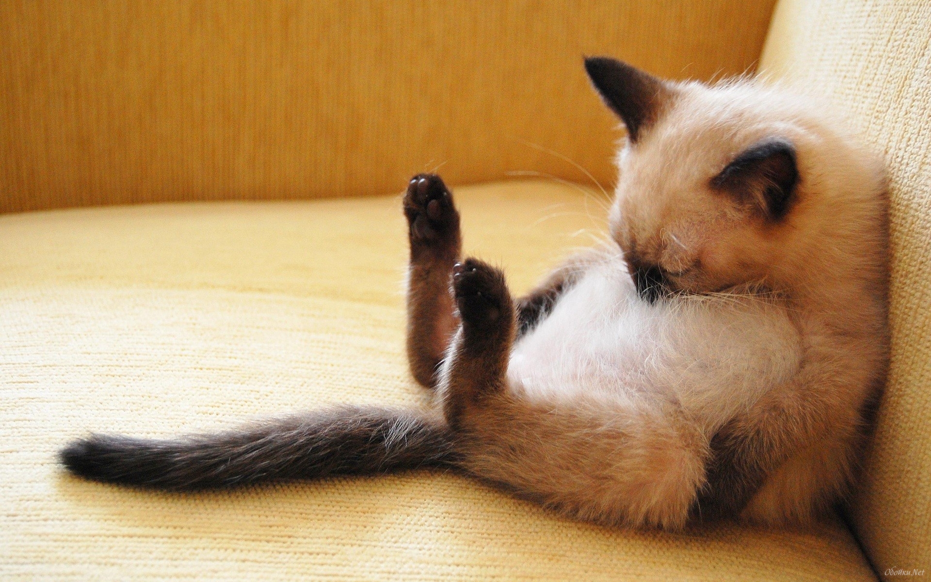 Adorable Cat HD Wallpaper: Relaxing on a Cozy Couch
