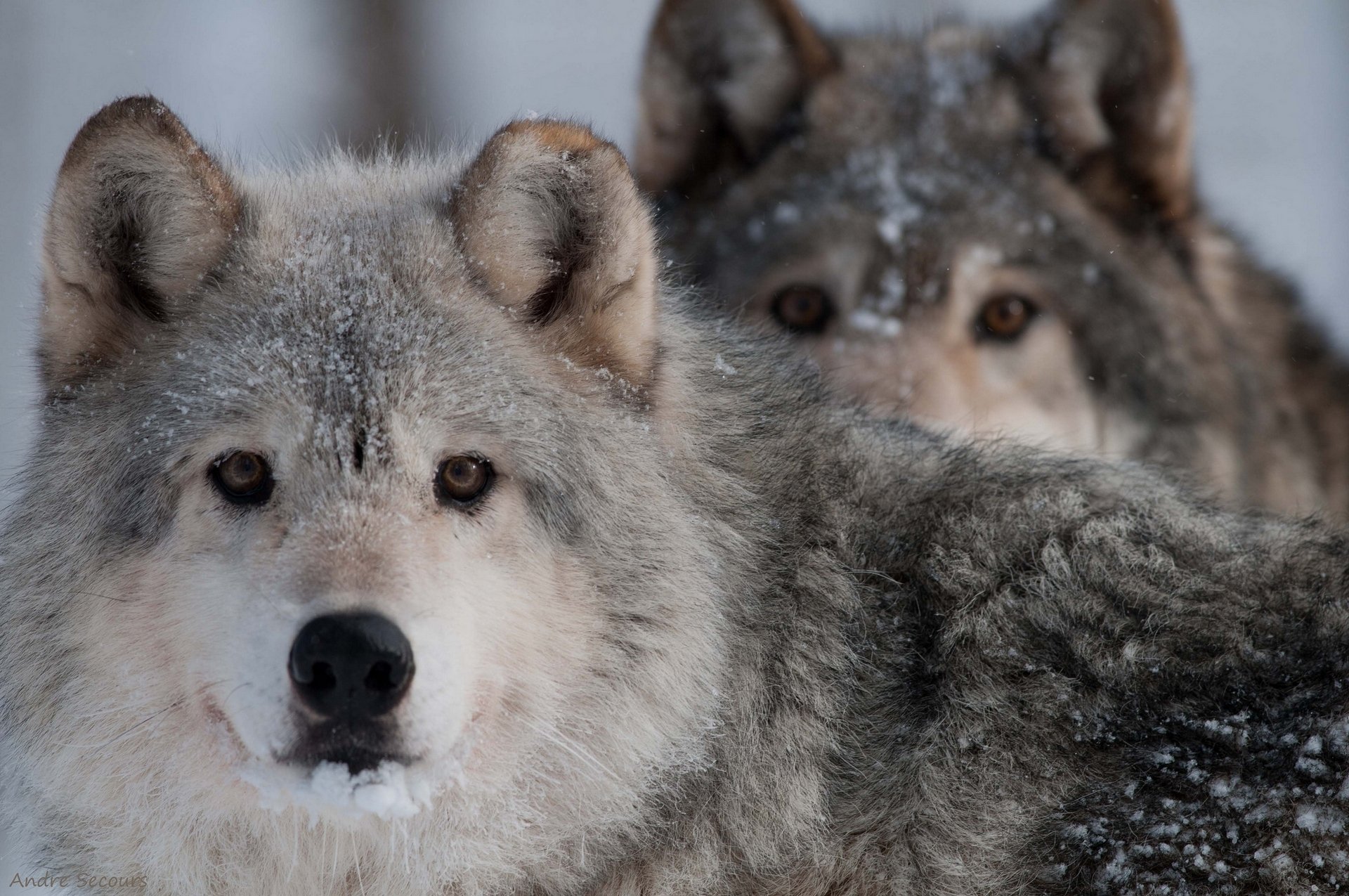 Download Snow Animal Wolf HD Wallpaper
