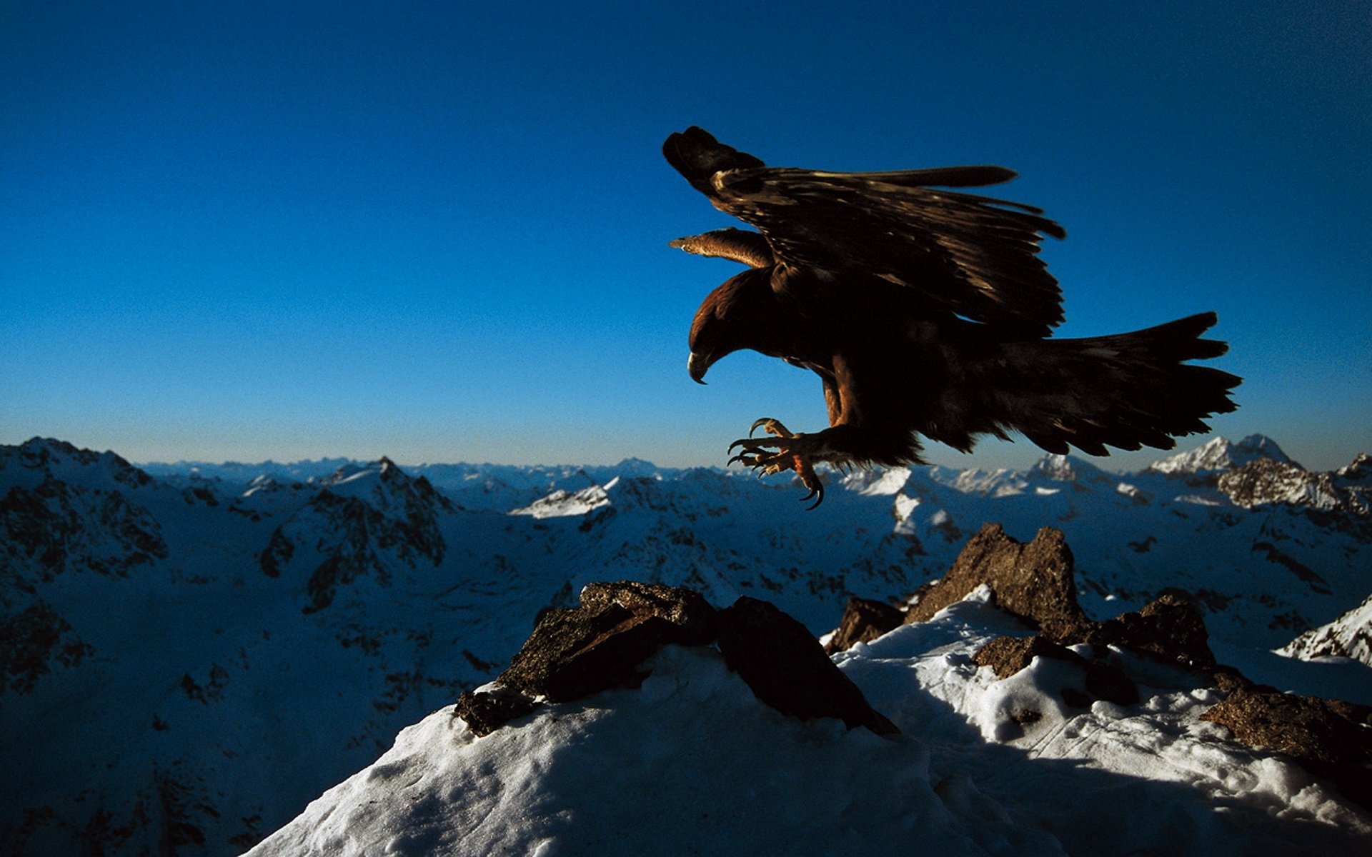 Wallpaper Ndash Running Eagle
