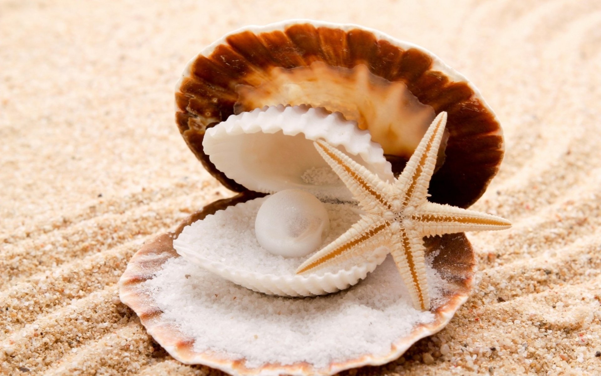 Nature's Treasure: HD Wallpaper of a Shell and Starfish