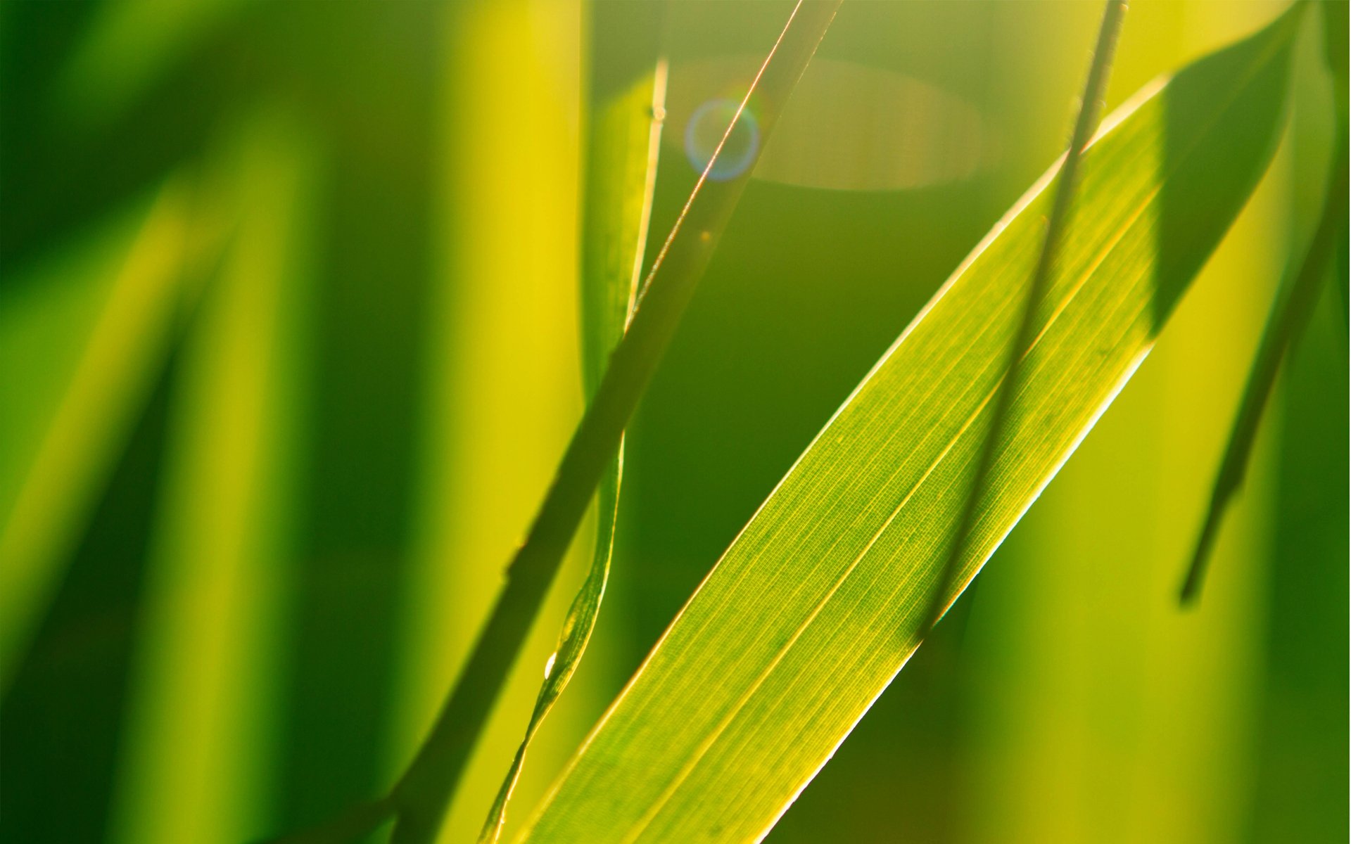 Download Nature Grass HD Wallpaper
