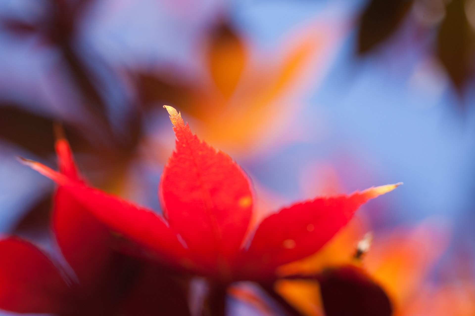 Download Nature Leaf HD Wallpaper | 1920x1280 | Wallpaper Abyss
