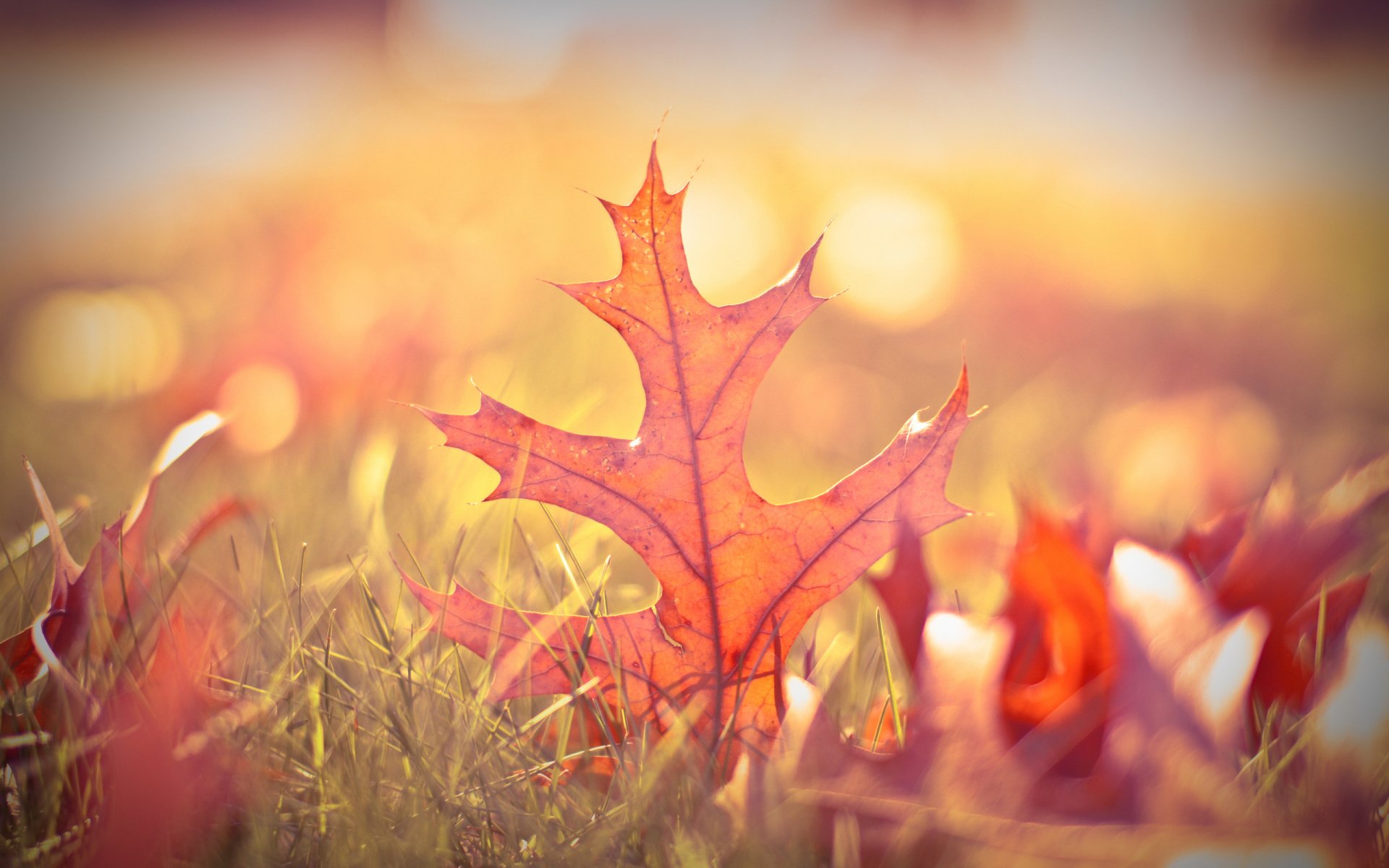 Download Nature Leaf HD Wallpaper | 2560x1600 | Wallpaper Abyss