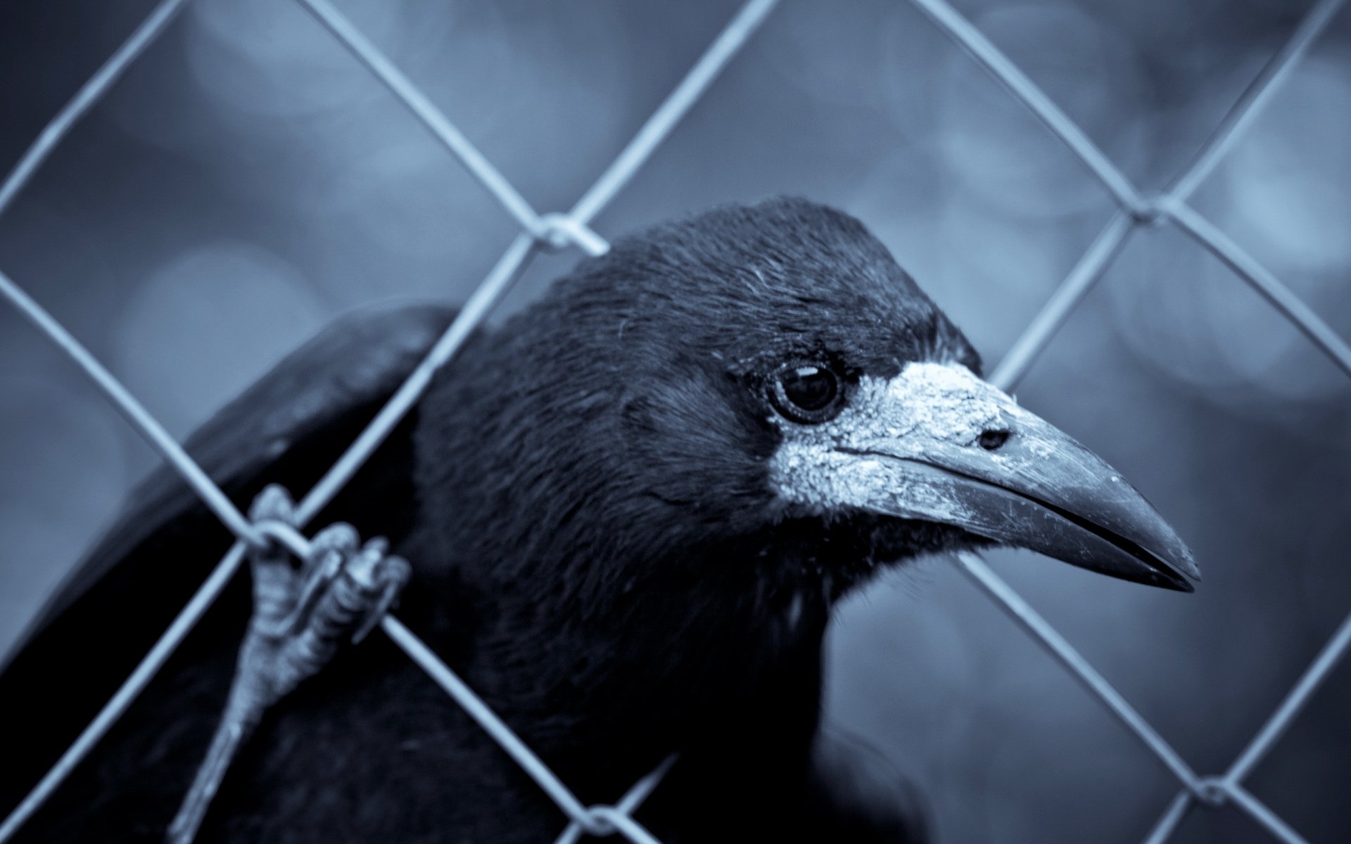 Majestic Crow in HD: Striking Animal Wallpaper