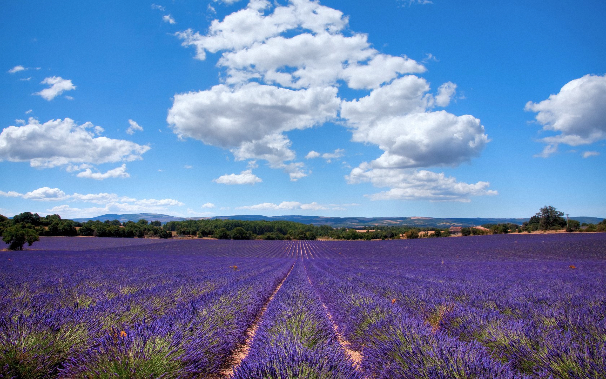 HD Lavender Fields: Stunning Nature Landscape Wallpaper