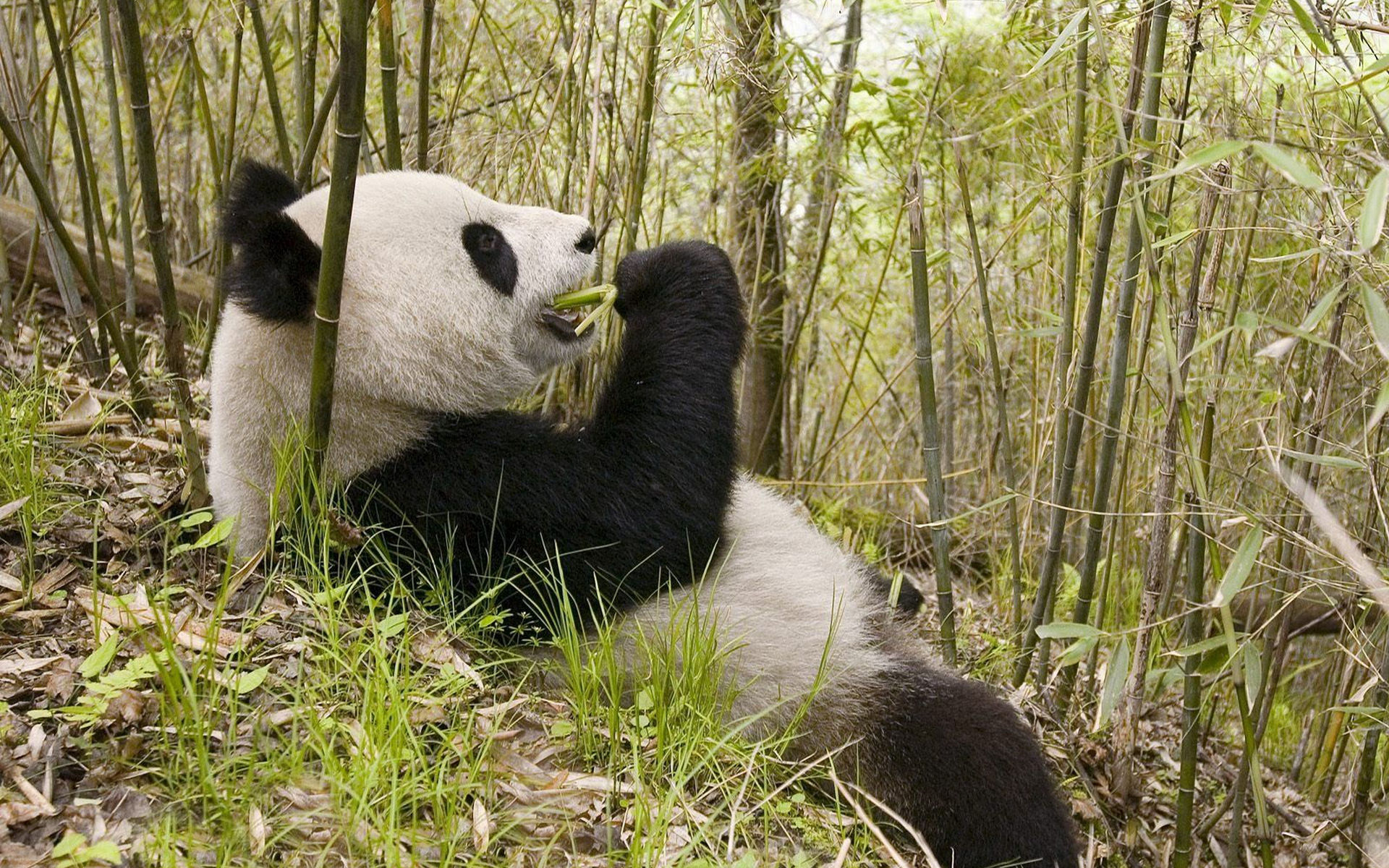 Download Animal Panda HD Wallpaper
