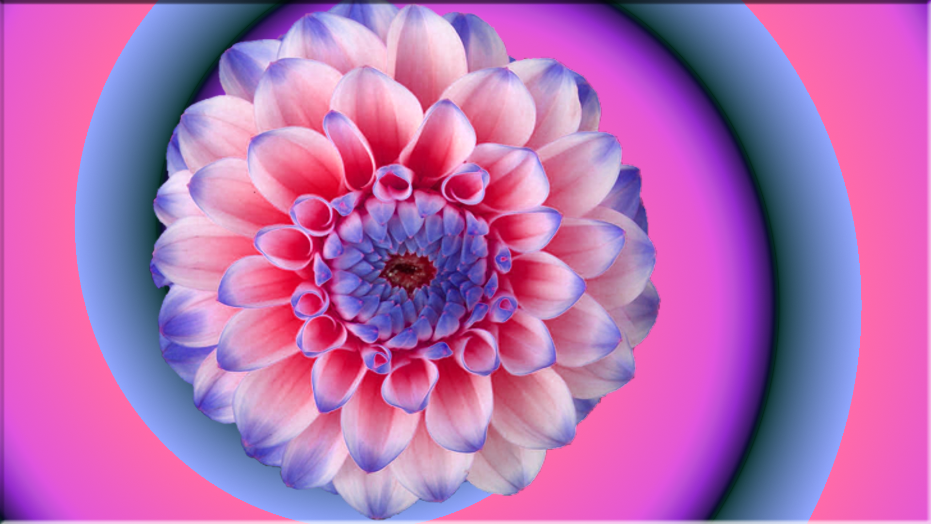 Flower On Spiral Gradient by RedHeadsRule