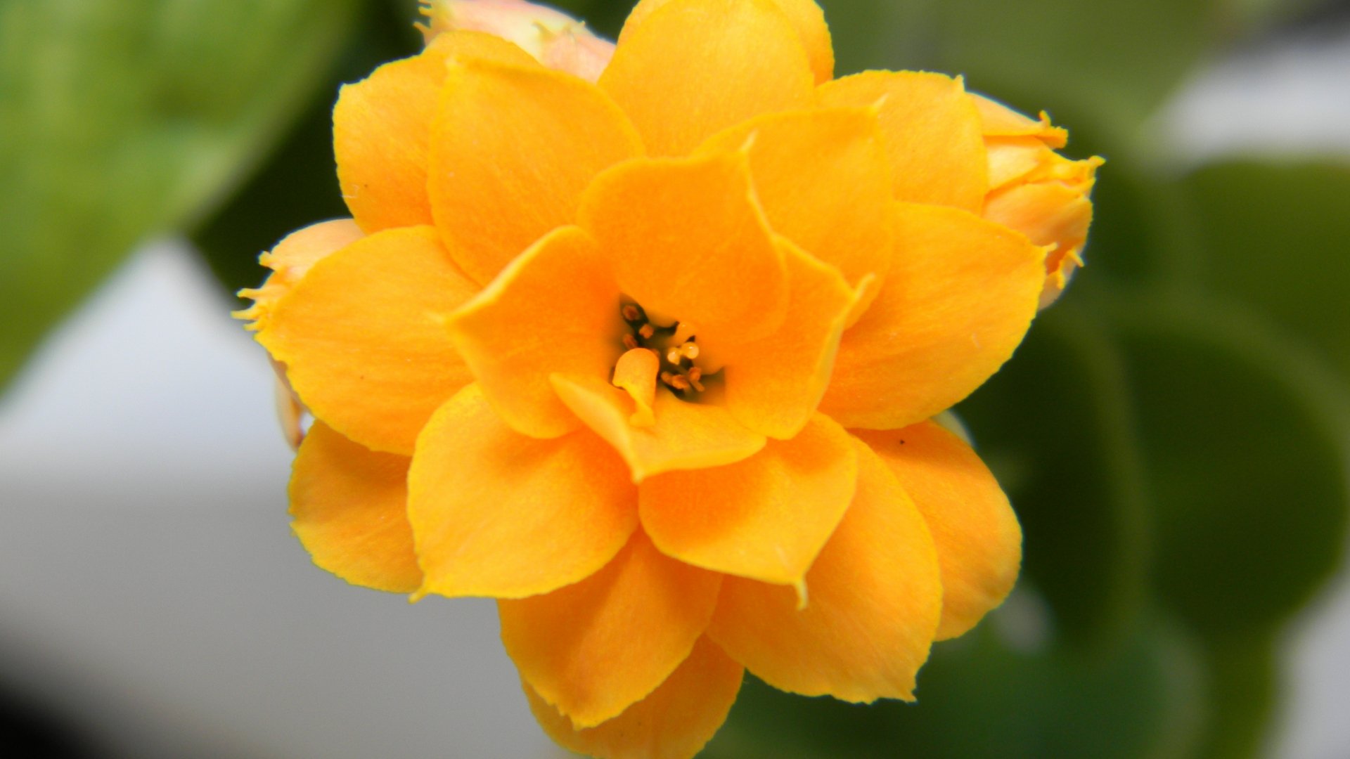 Nature Flower 4k Ultra HD Wallpaper
