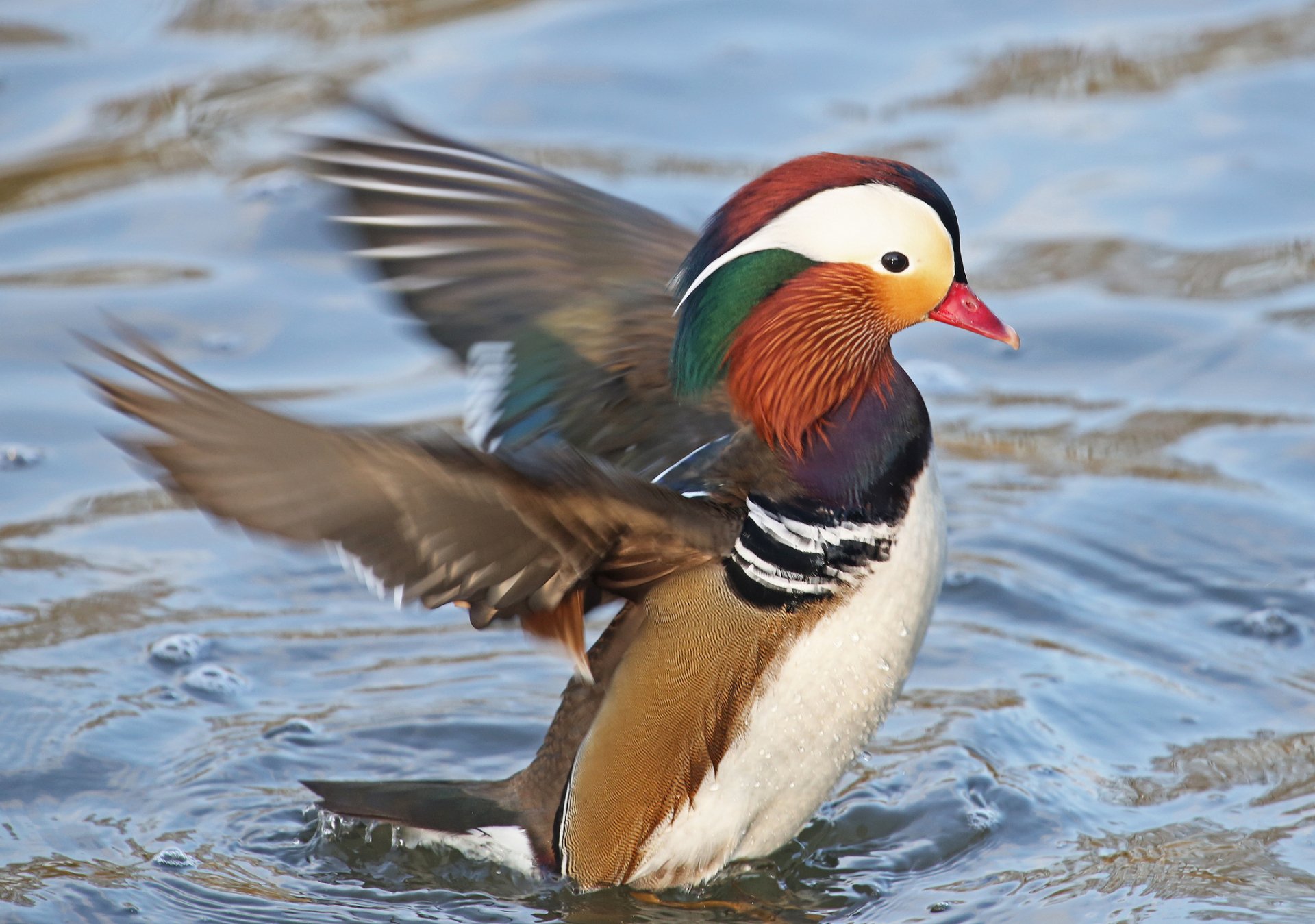 Download Animal Mandarin Duck HD Wallpaper