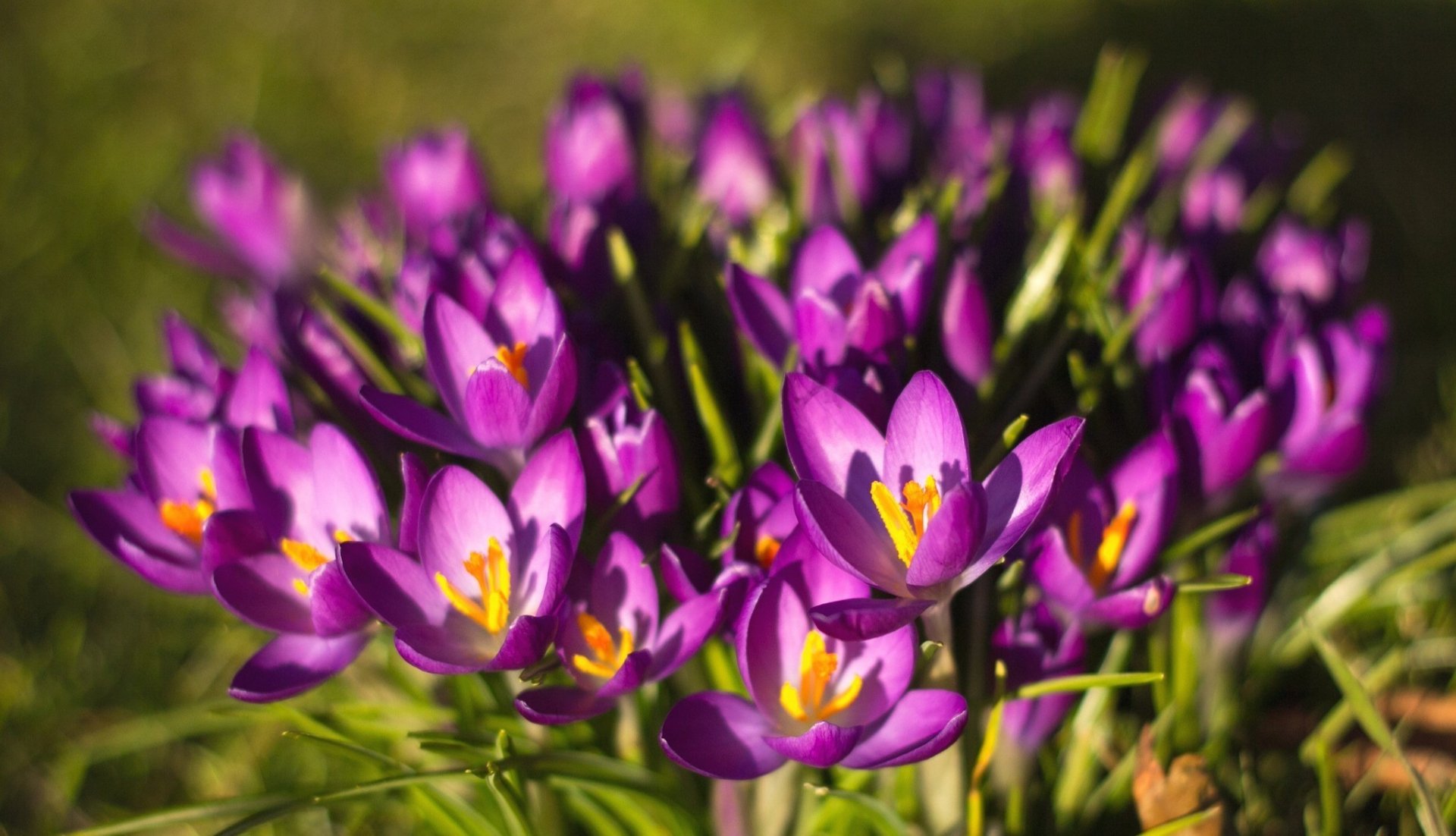 Nature Crocus HD Wallpaper