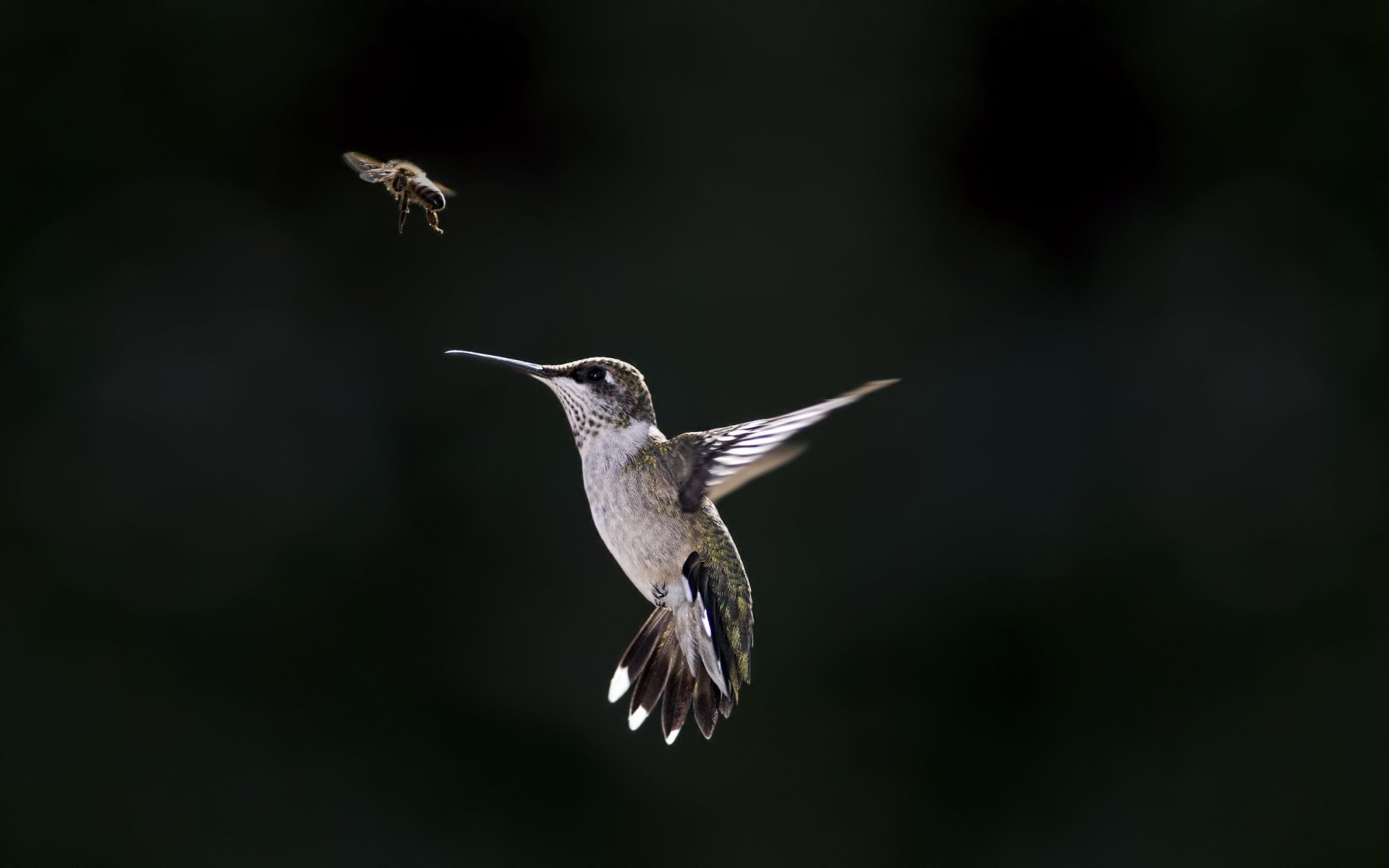 Download Animal Hummingbird HD Wallpaper | 2560x1600 | Wallpaper Abyss