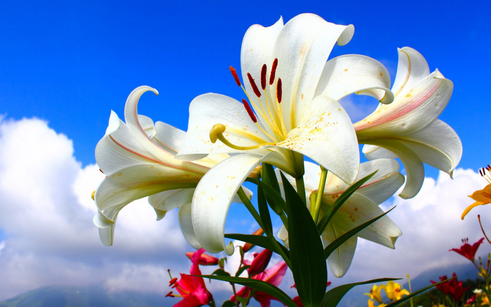 Download Flower Nature Lily Wallpaper