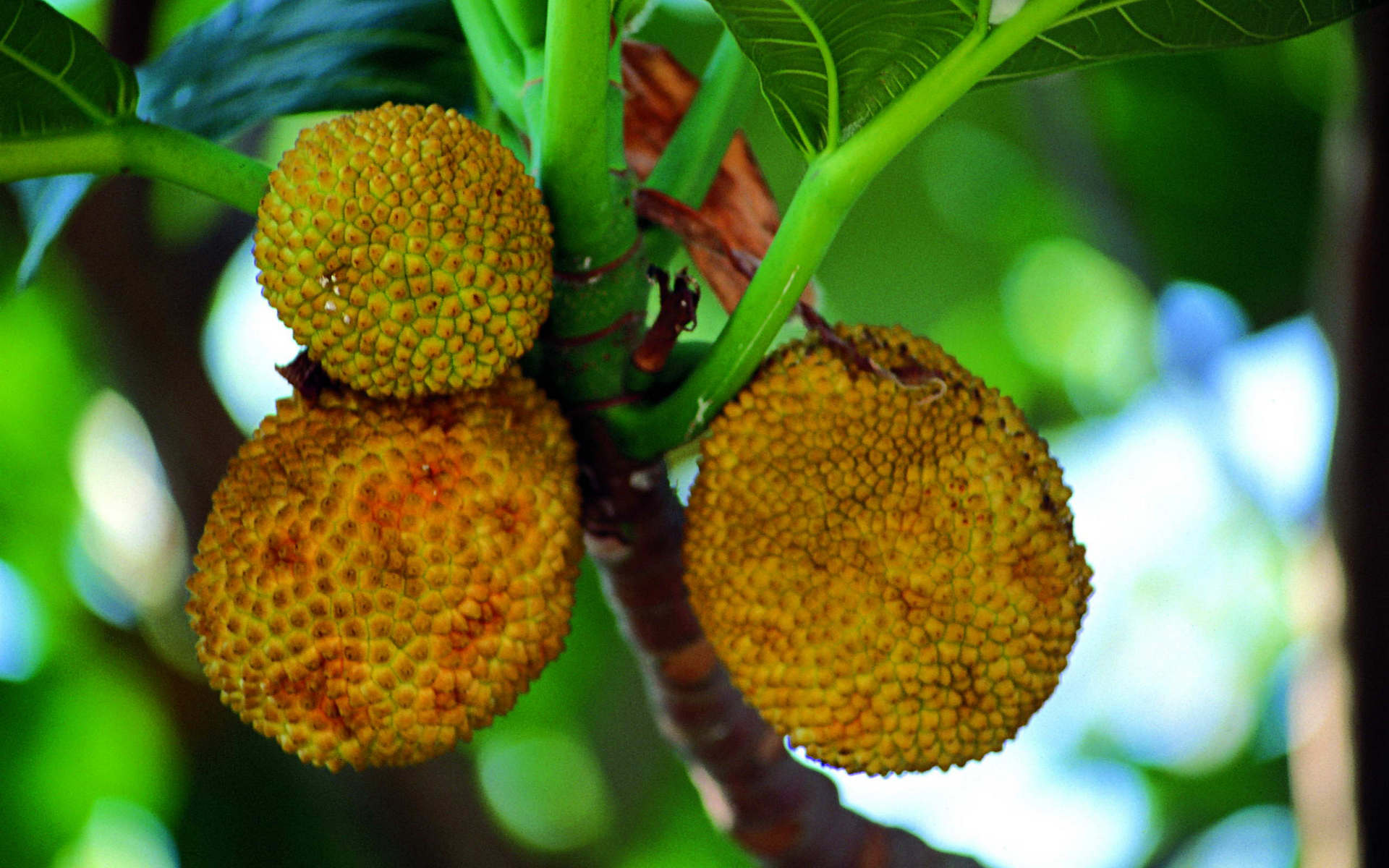 Tropical Fruit Delight: HD Wallpaper Celebration of Nature's Food Gems