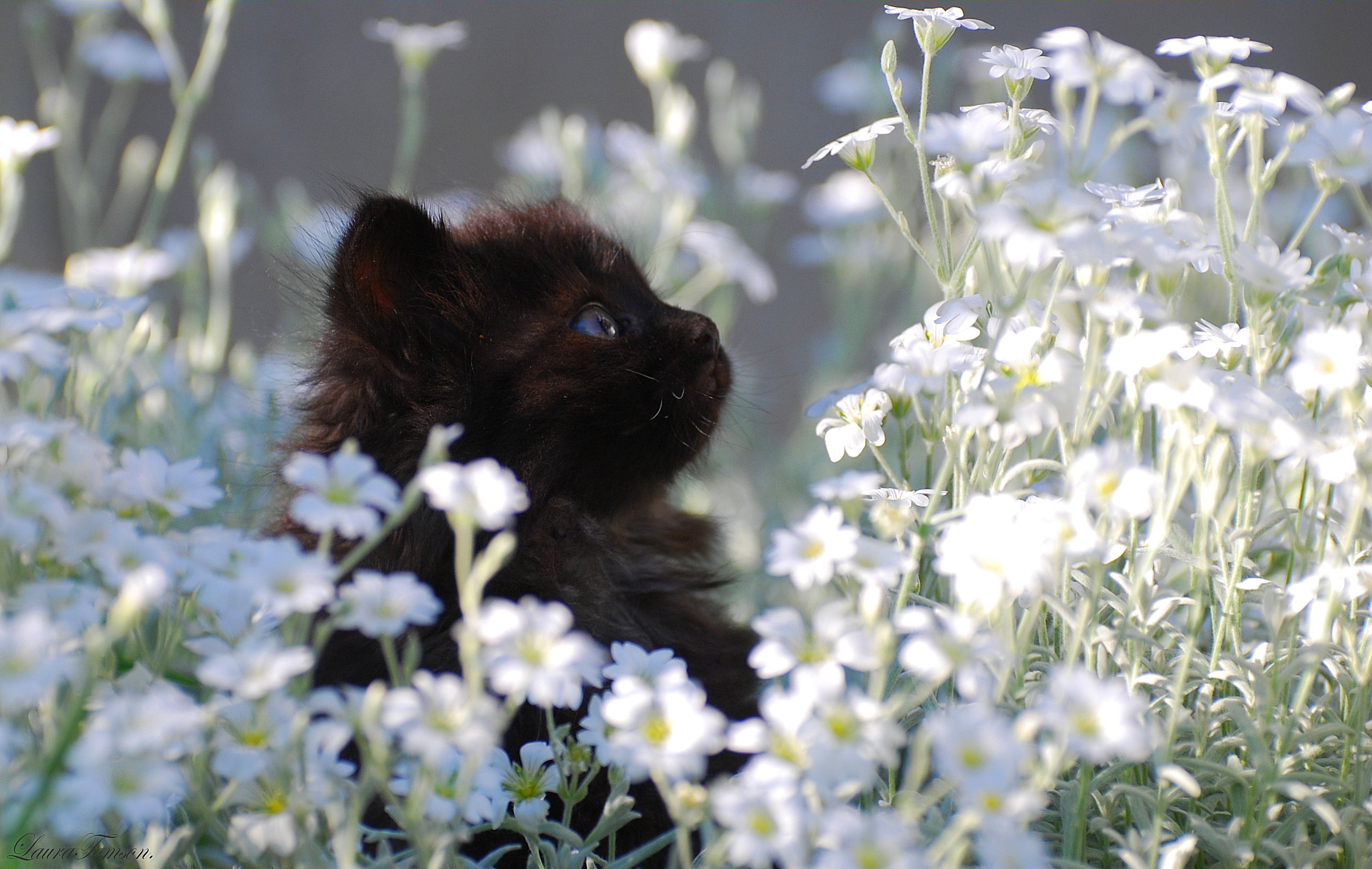 Adorable Cat Among Flowers - HD Wallpaper