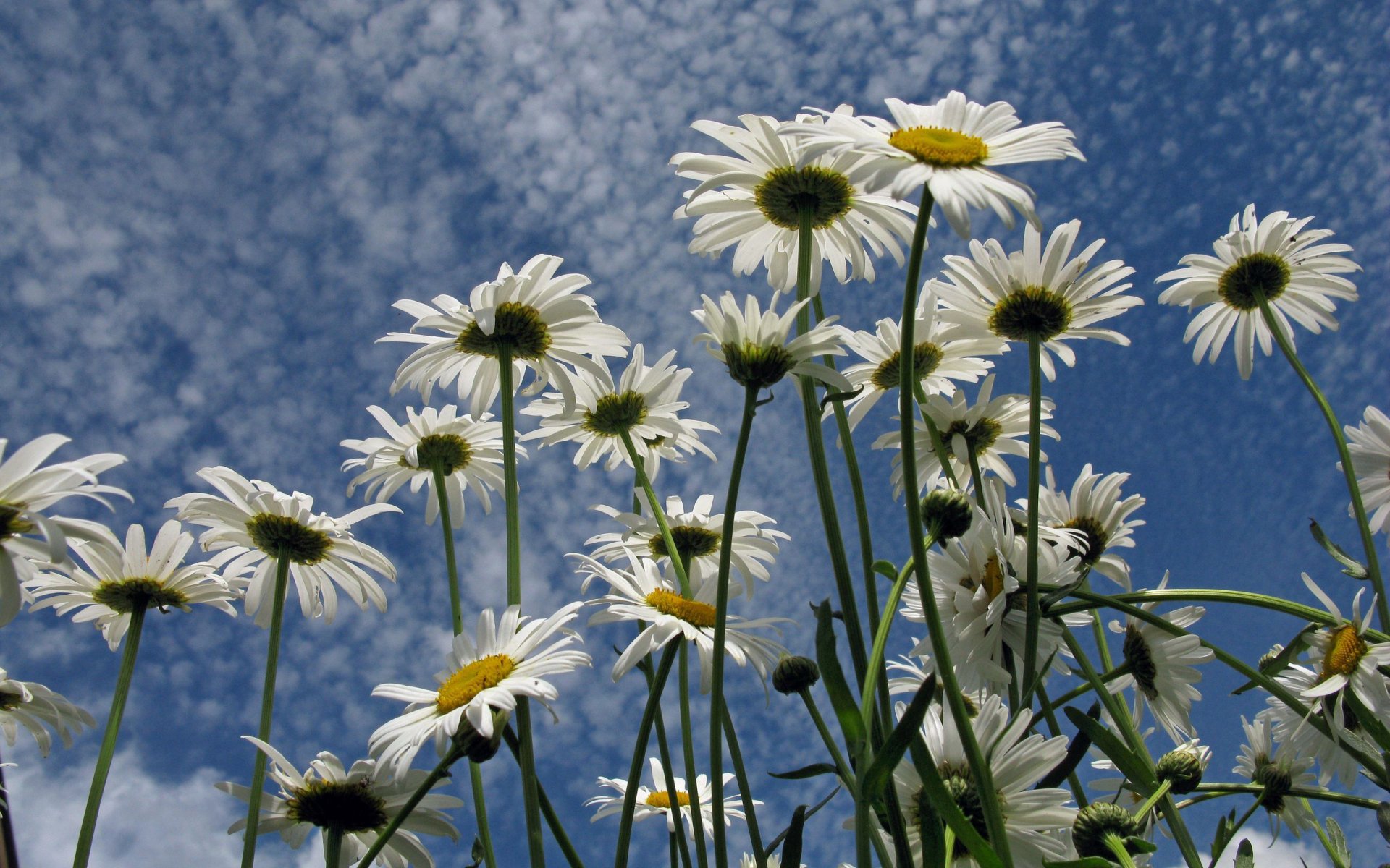 Download Nature Daisy HD Wallpaper | 2560x1600 | Wallpaper Abyss