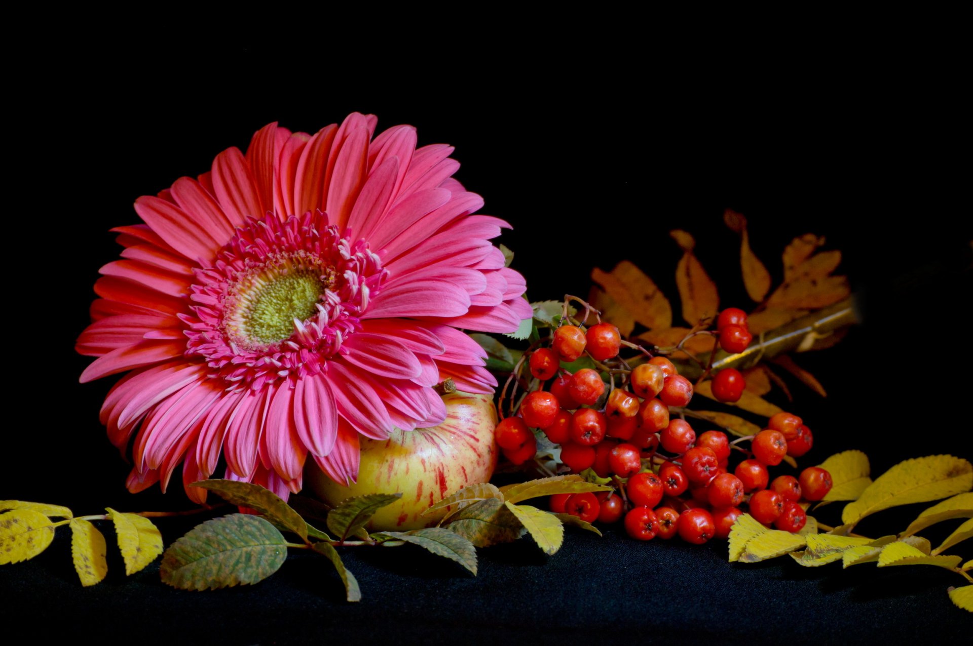 Vibrant Still Life: HD Floral Photography Masterpiece
