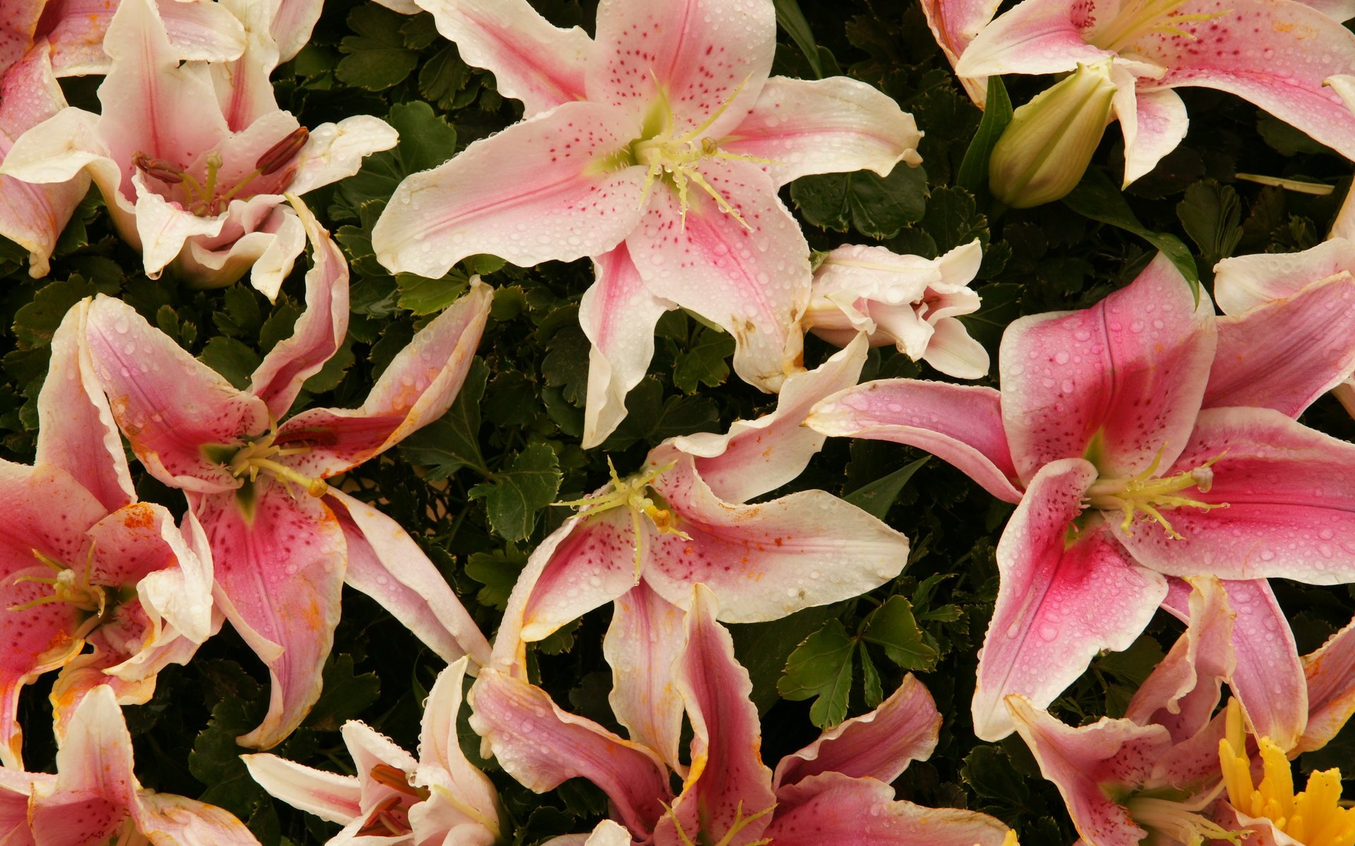Download Nature Lily HD Wallpaper