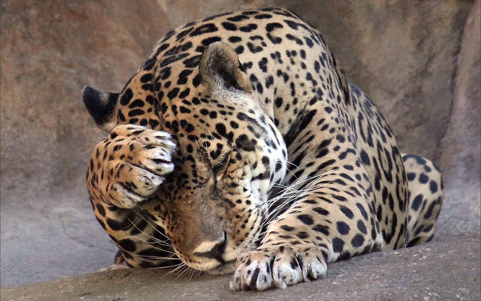 Majestic Leopard HD Wallpaper: Grace in Every Spot | 1680x1050 ...