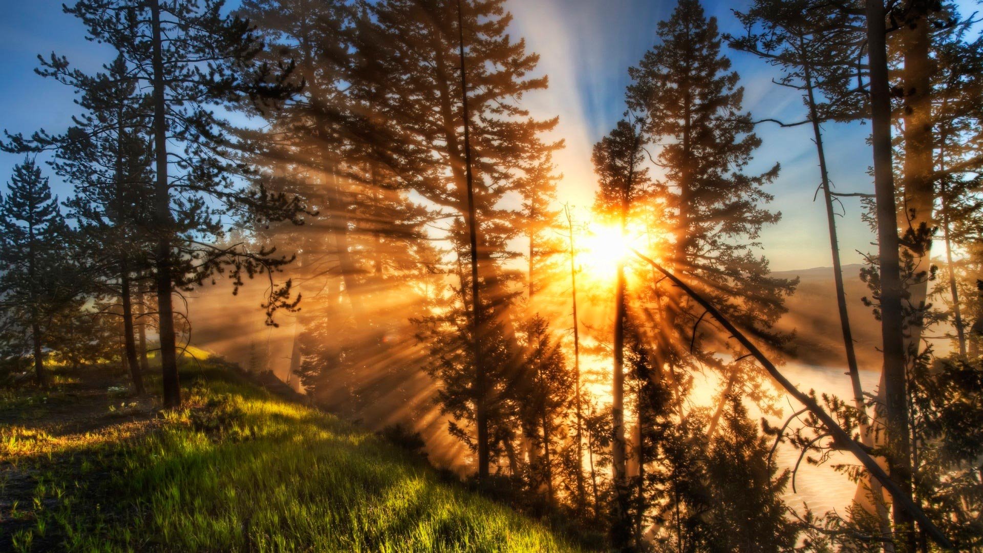 Download Tree Sun Nature Sunbeam HD Wallpaper