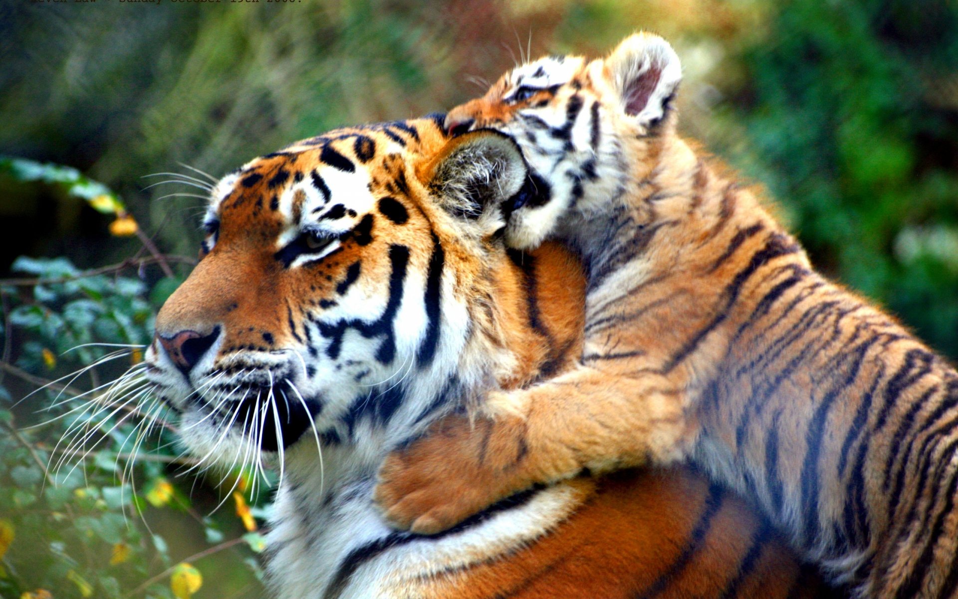 Majestic Tiger Bond: Stunning HD Animal Wallpaper