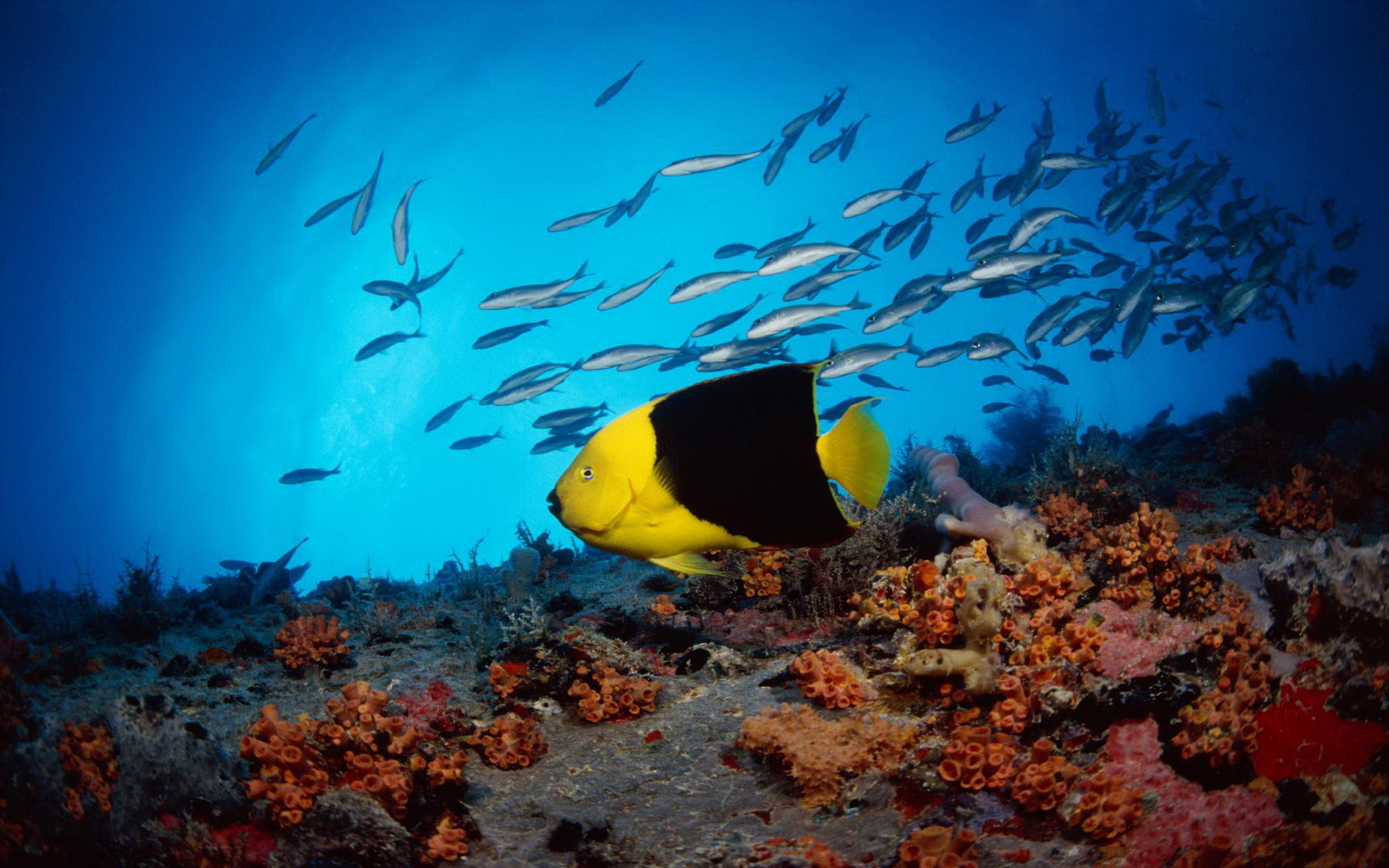 Download Animal Fish HD Wallpaper