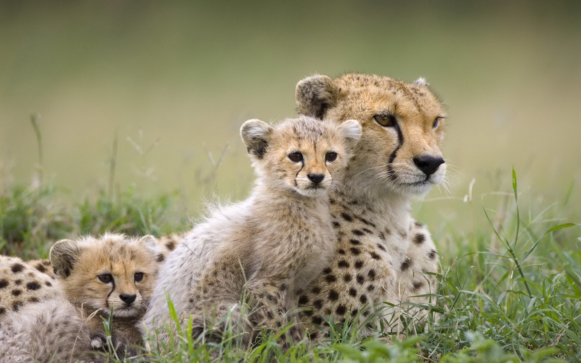 Majestic Cheetah Family HD Wallpaper: Wild Elegance Captured