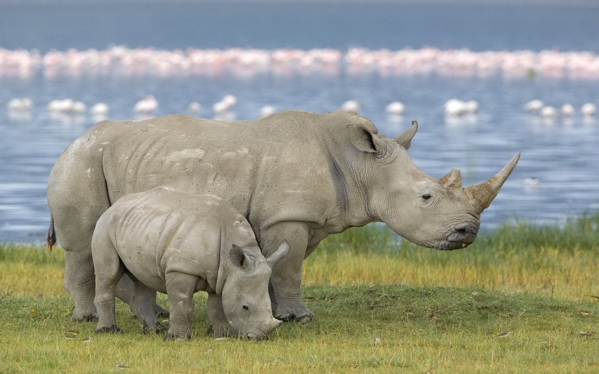 Download Animal Rhino HD Wallpaper