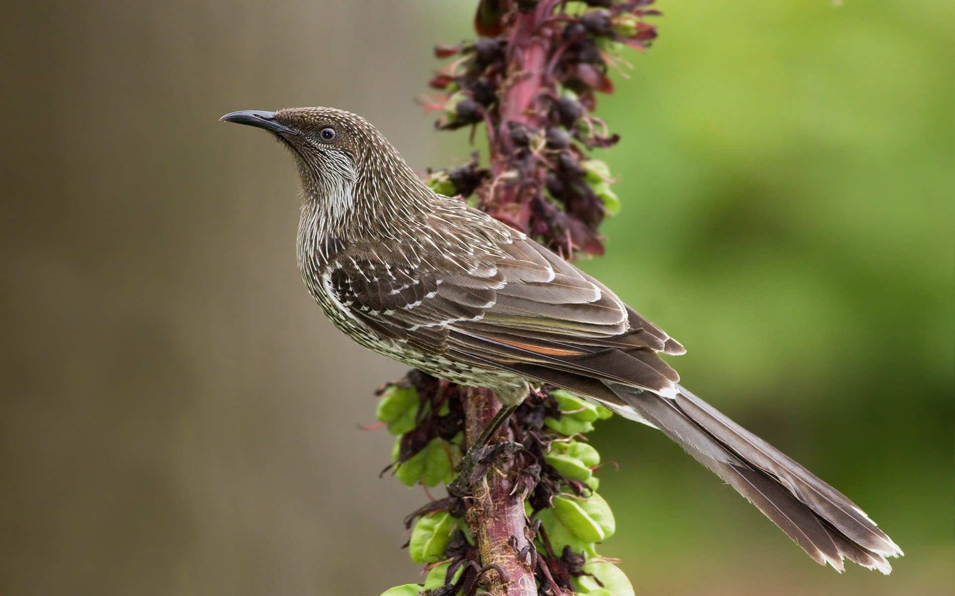 Download Little Wattlebird Animal Wattlebird HD Wallpaper