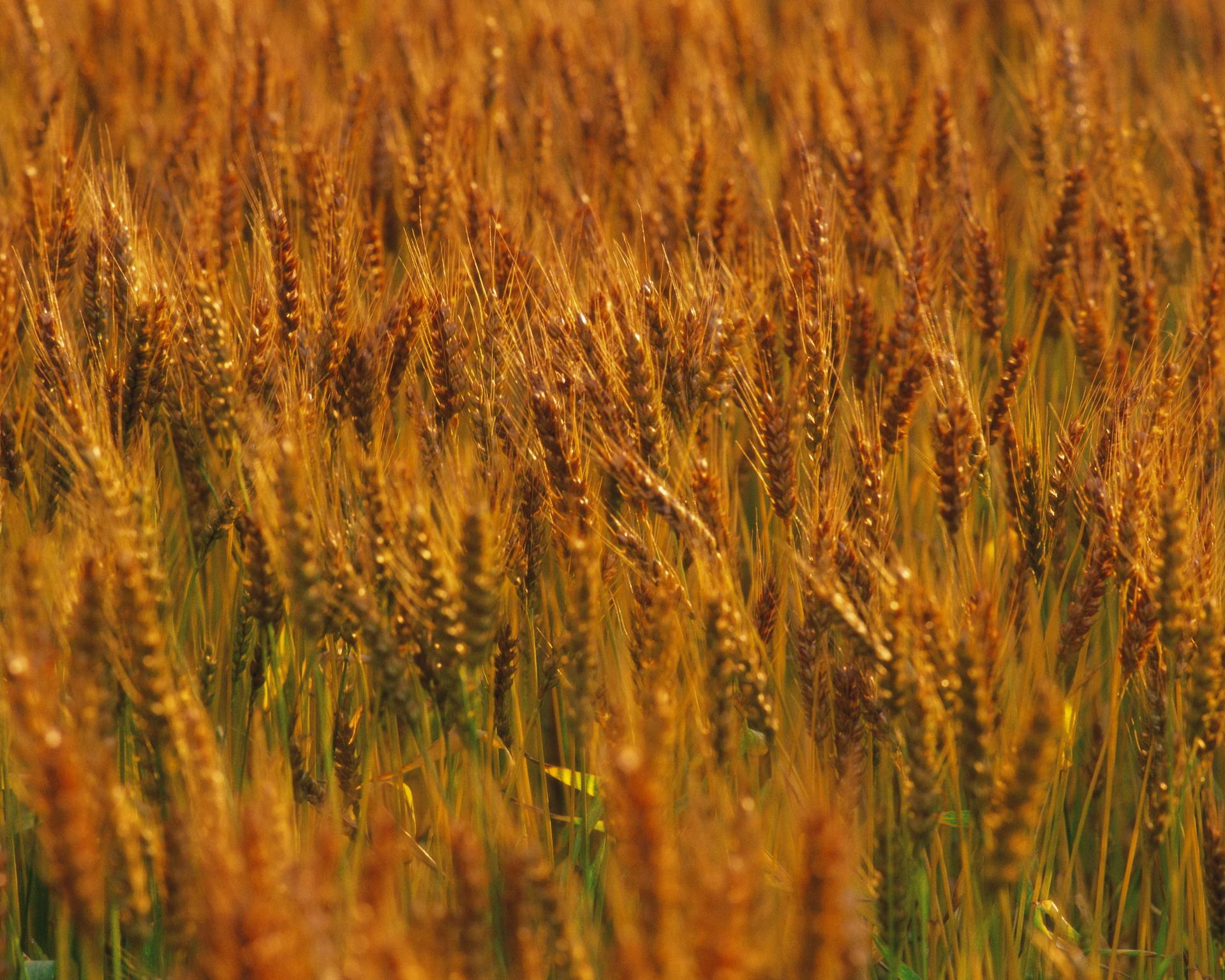 Download Nature Wheat HD Wallpaper | 1920x1536 | Wallpaper Abyss