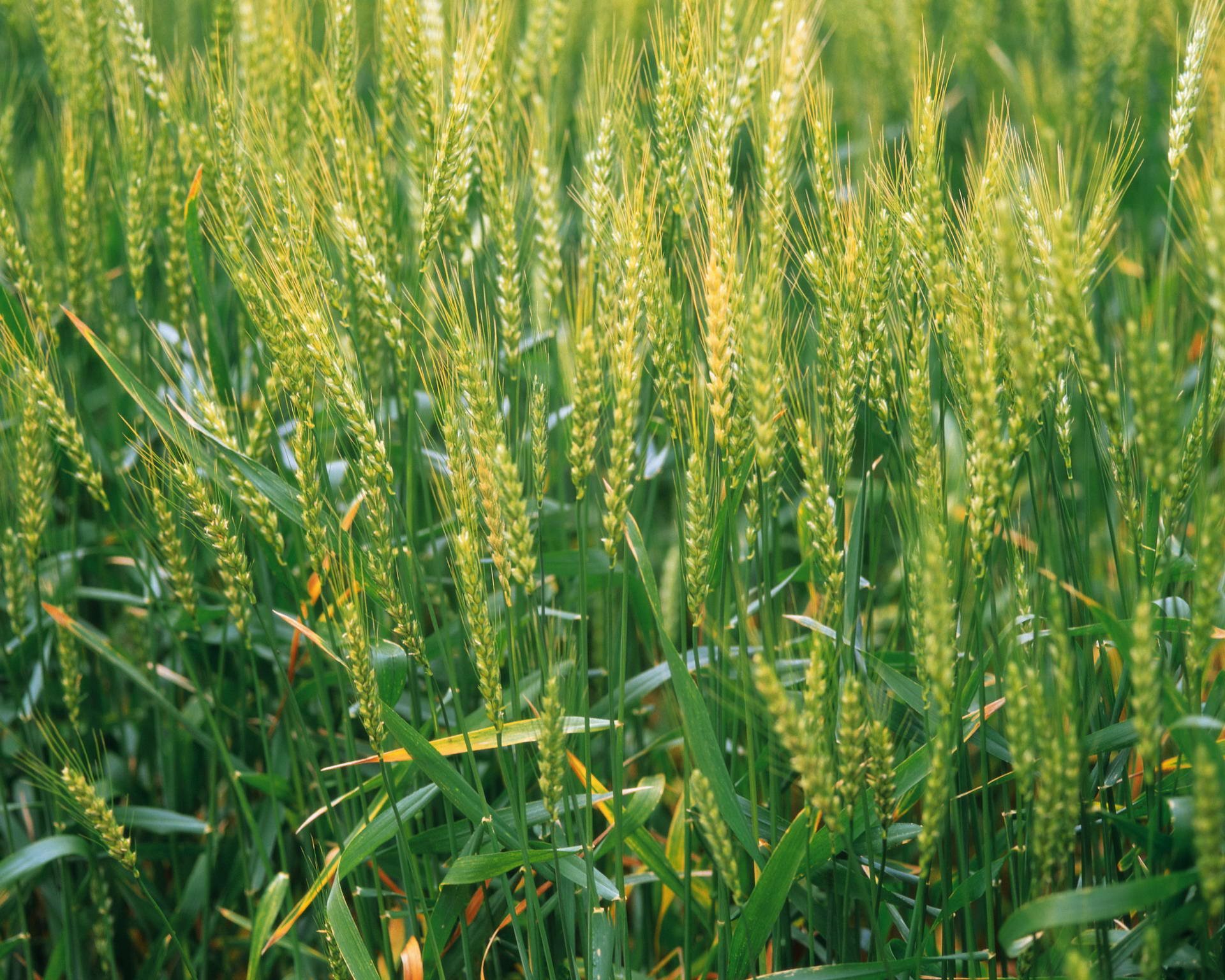 Download Nature Wheat HD Wallpaper | 1920x1536 | Wallpaper Abyss