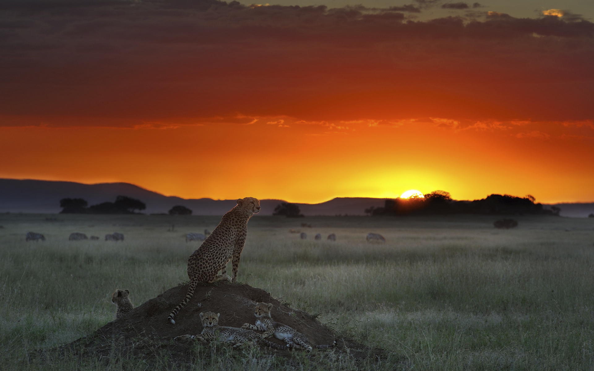 Majestic Cheetah at Sunset - HD Wallpaper