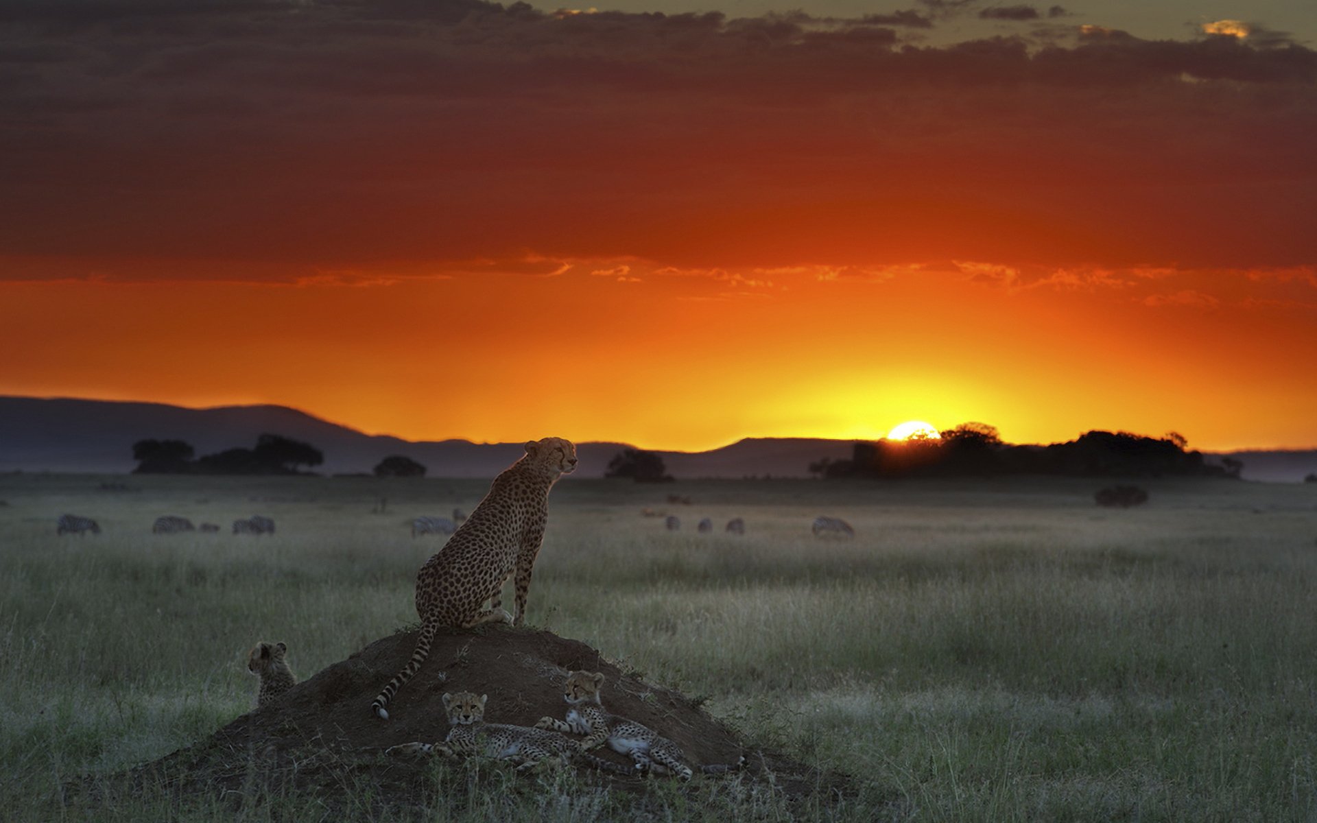 Majestic Cheetah at Sunset - HD Wallpaper | 1920x1200 | Wallpaper Abyss
