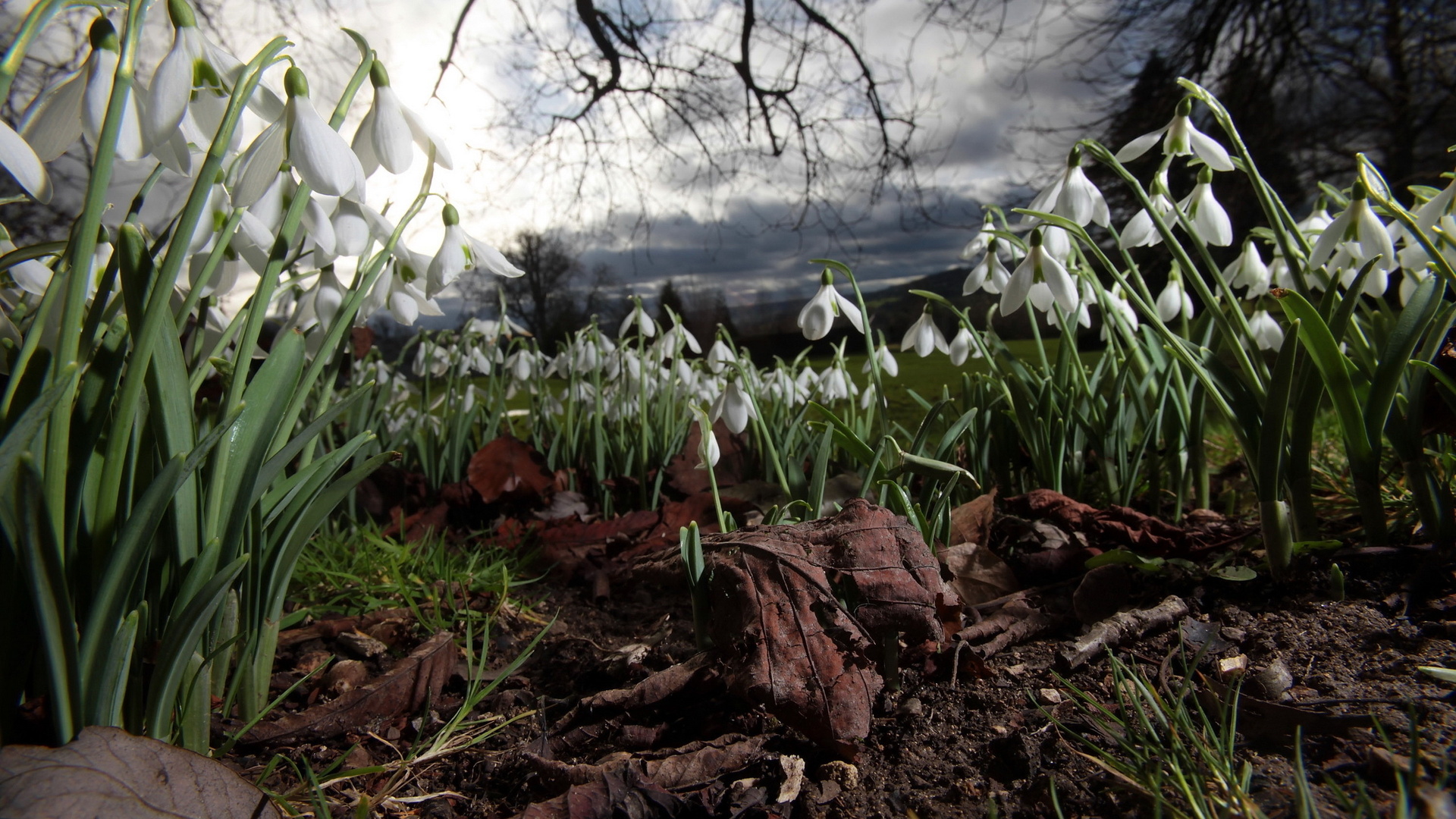 Nature Snowdrop HD Wallpaper