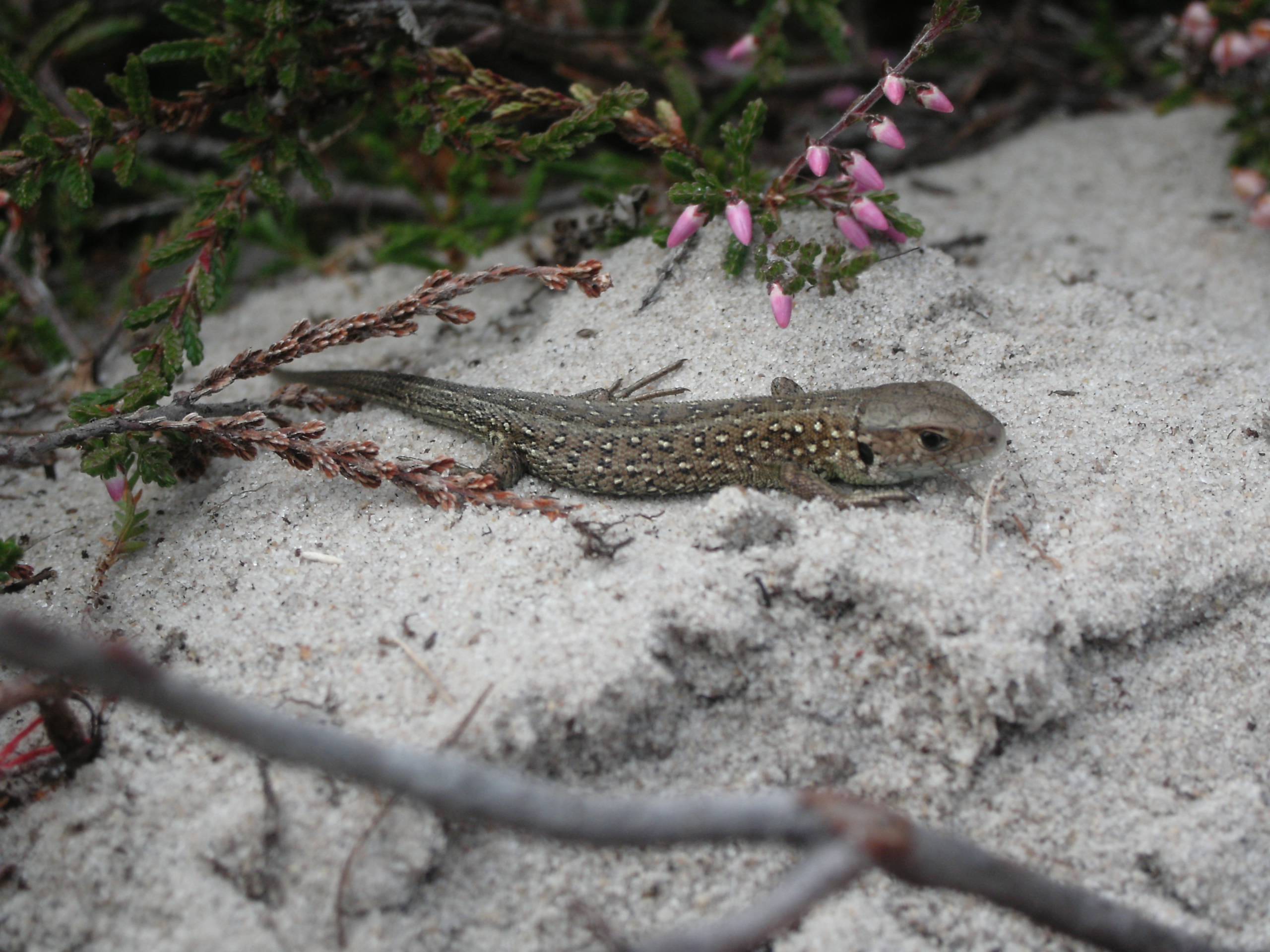 Blue Tailed Skink