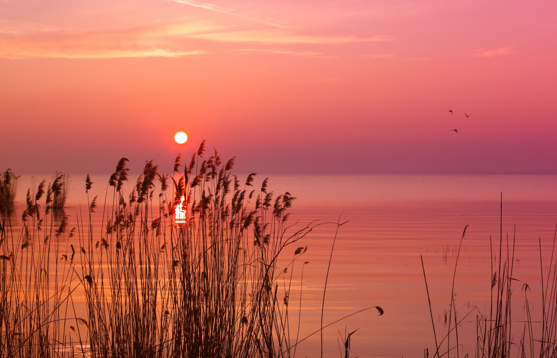 Sunset Serenade — 2K Quad HD Lakeside Nature Wallpaper