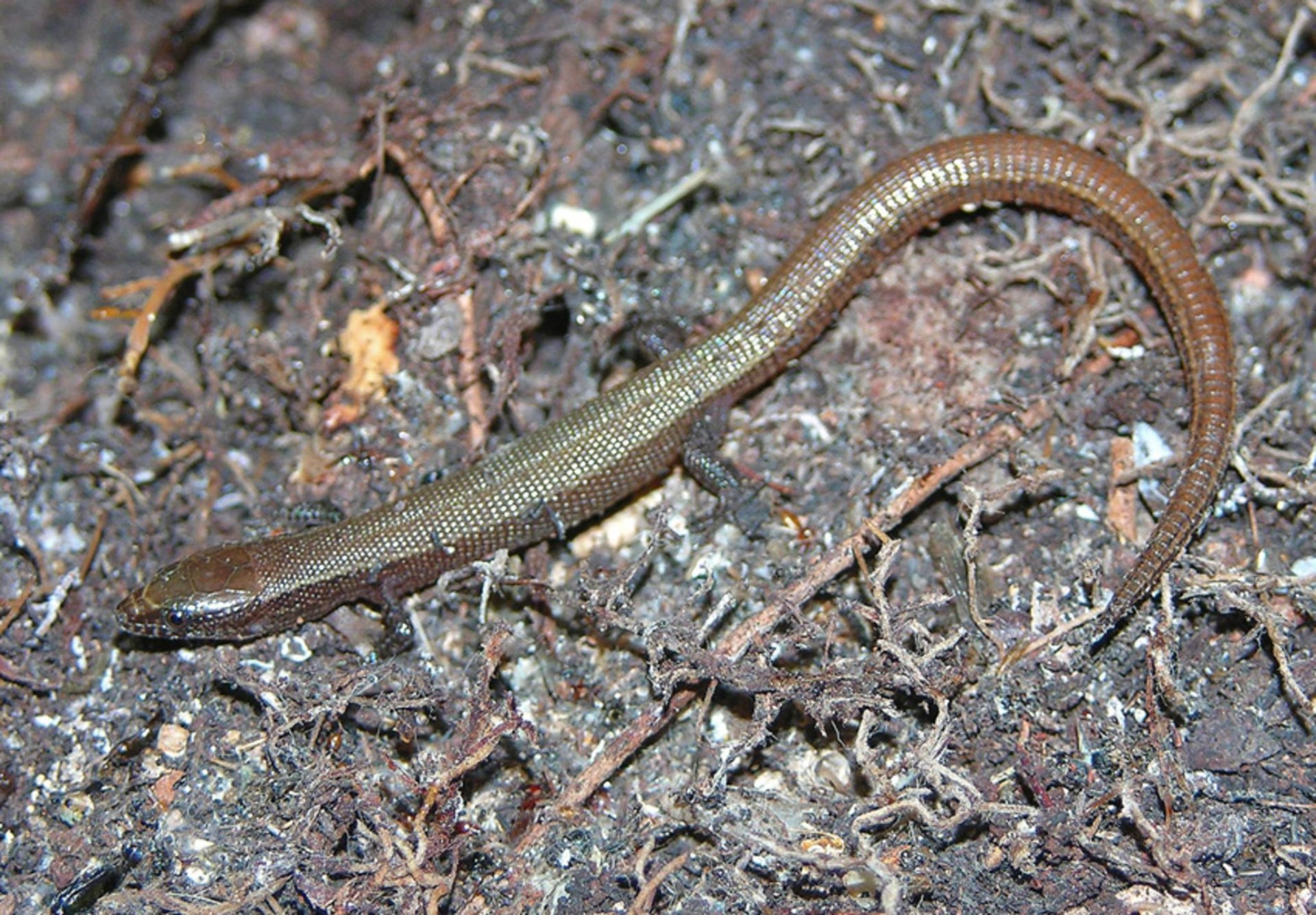 Download Animal Skink HD Wallpaper