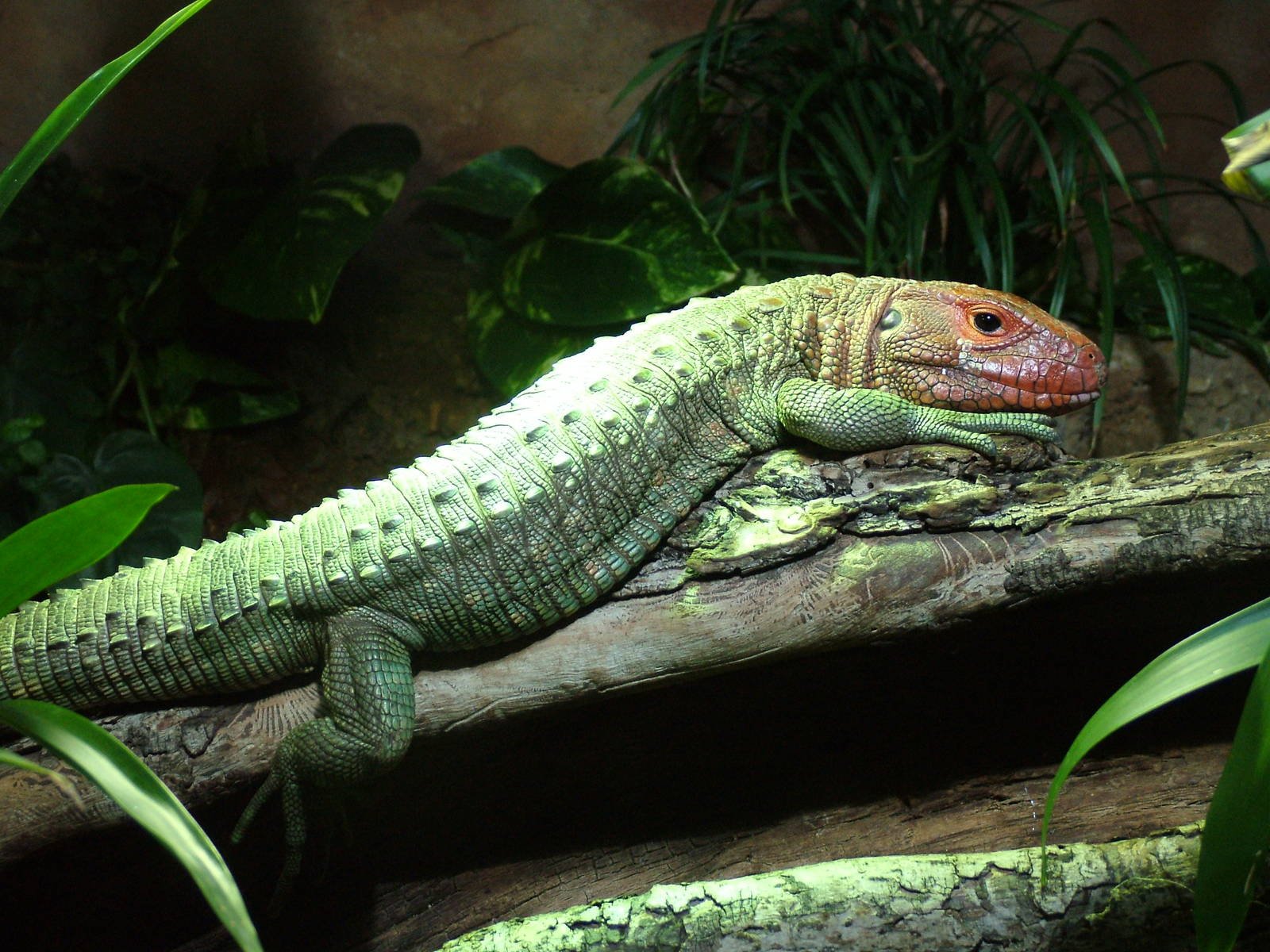 Download Animal Lizard Wallpaper
