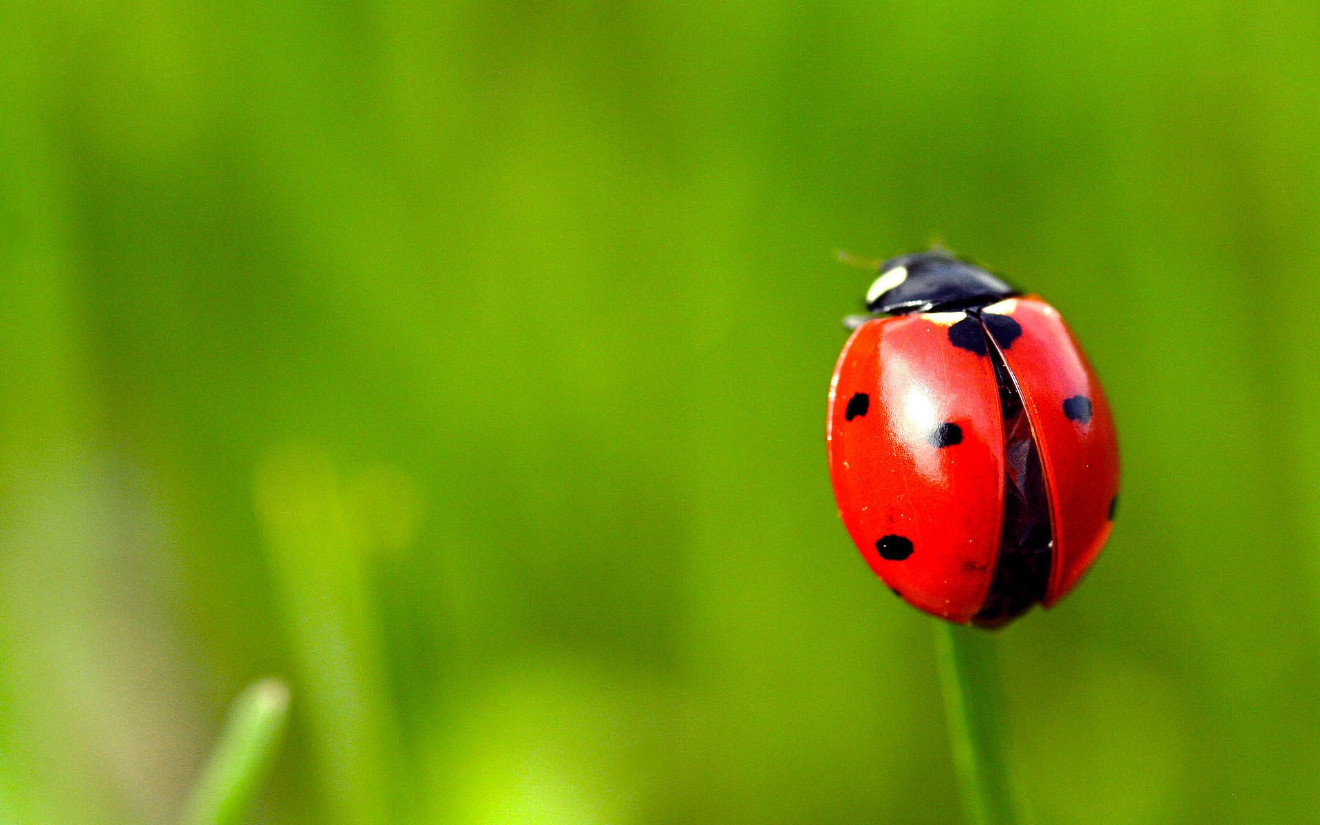 Download Animal Ladybug HD Wallpaper