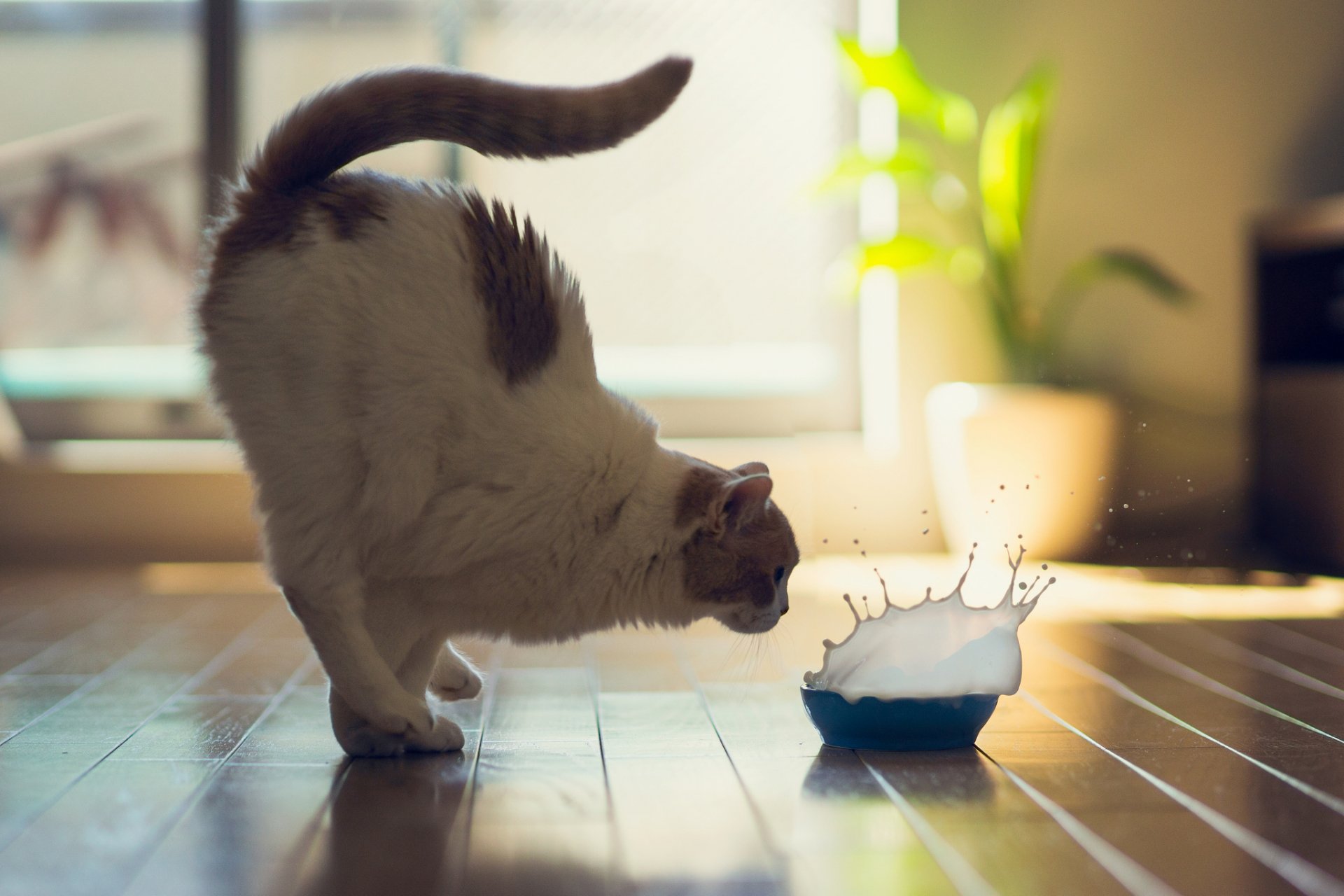 HD Wallpaper: Curious Cat Enjoying a Splash