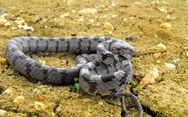 [70+] Snake 4k Wallpapers