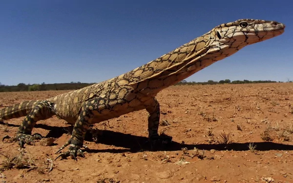 Download Goanna Animal Monitor Lizard HD Wallpaper