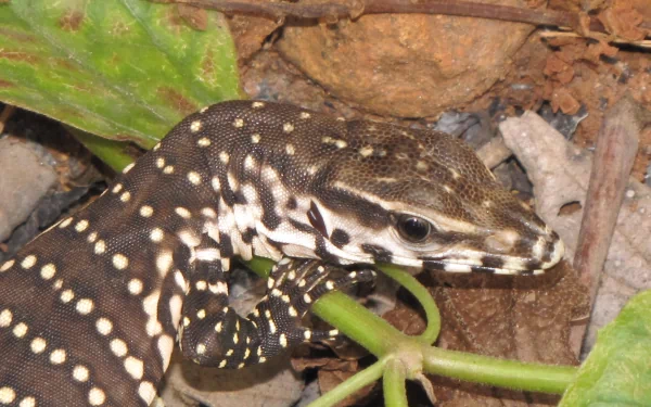 Monitor Lizard 4k Wallpapers