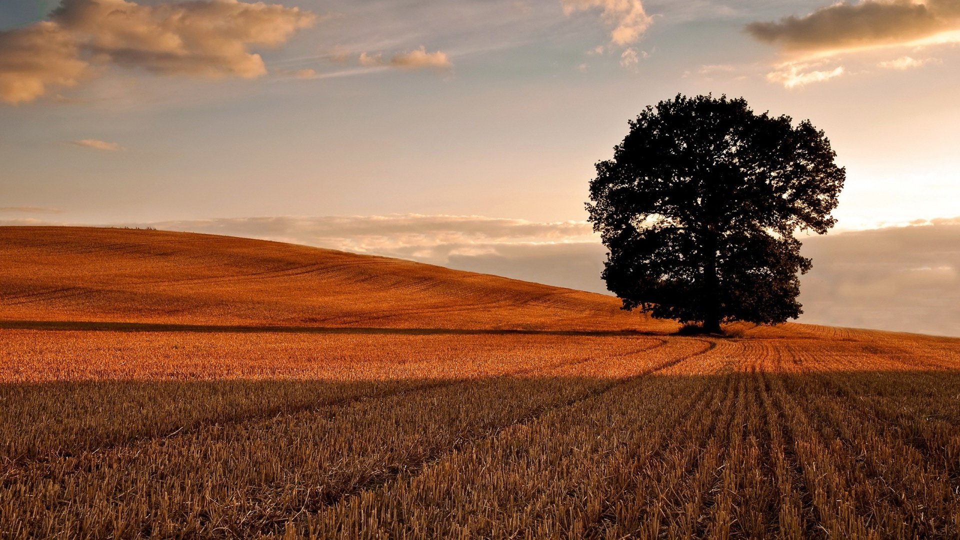 Download Nature Tree HD Wallpaper | 1920x1080 | Wallpaper Abyss
